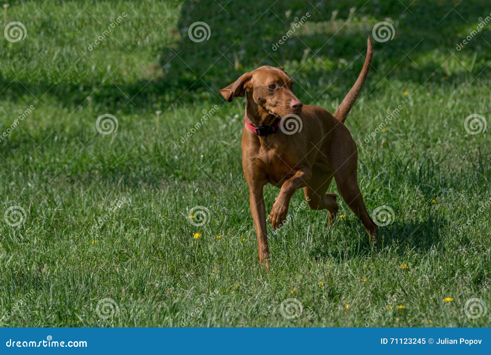 Ritratto Di Un Cane Ungherese Di Vizsla Immagine Stock - Immagine di ...