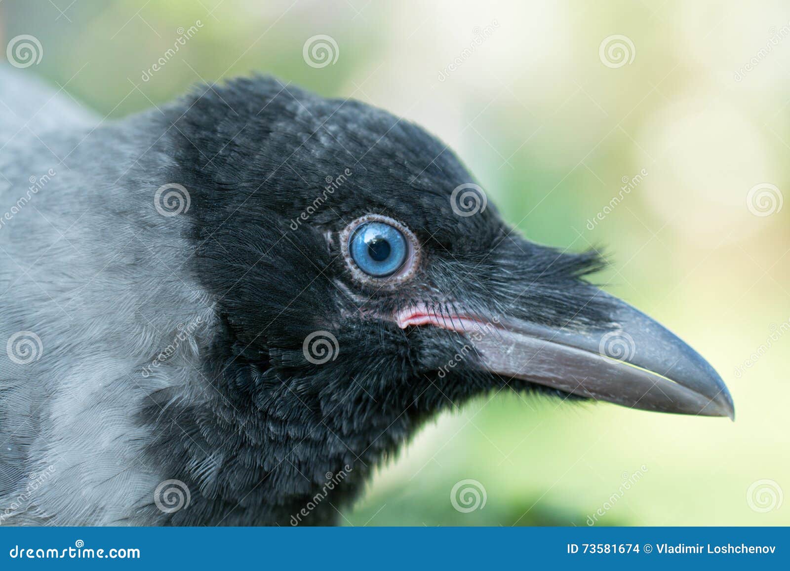 Ritratto Di Un Corvo Grigio Fotografia Stock - Immagine di eurasiatico ...
