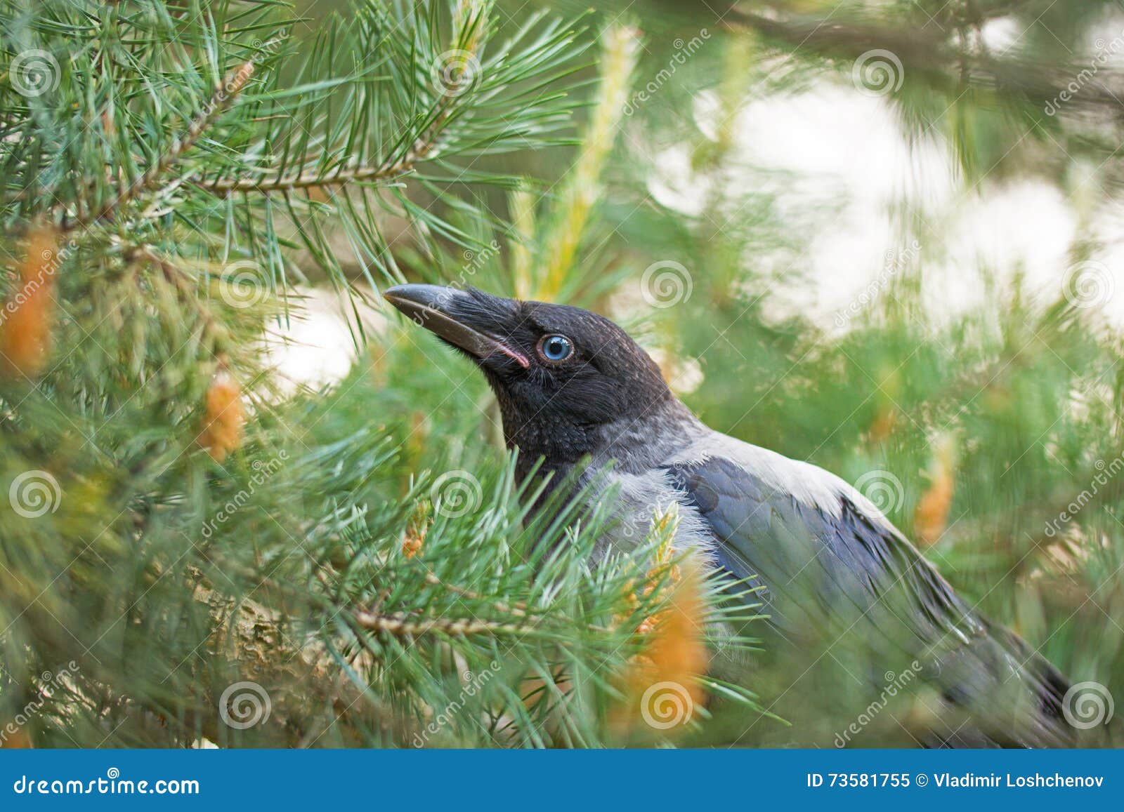 Ritratto Di Un Corvo Grigio Immagine Stock - Immagine di corvo, becco ...