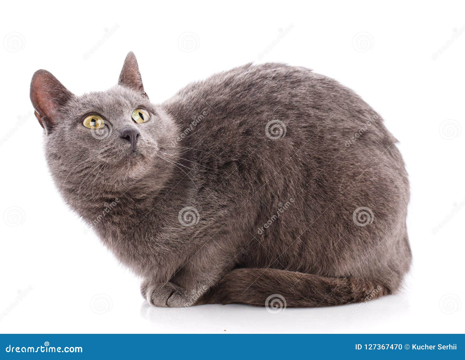 Ritratto Di Un Gatto Grigio Gatto Senza Razza Fotografia Stock ...