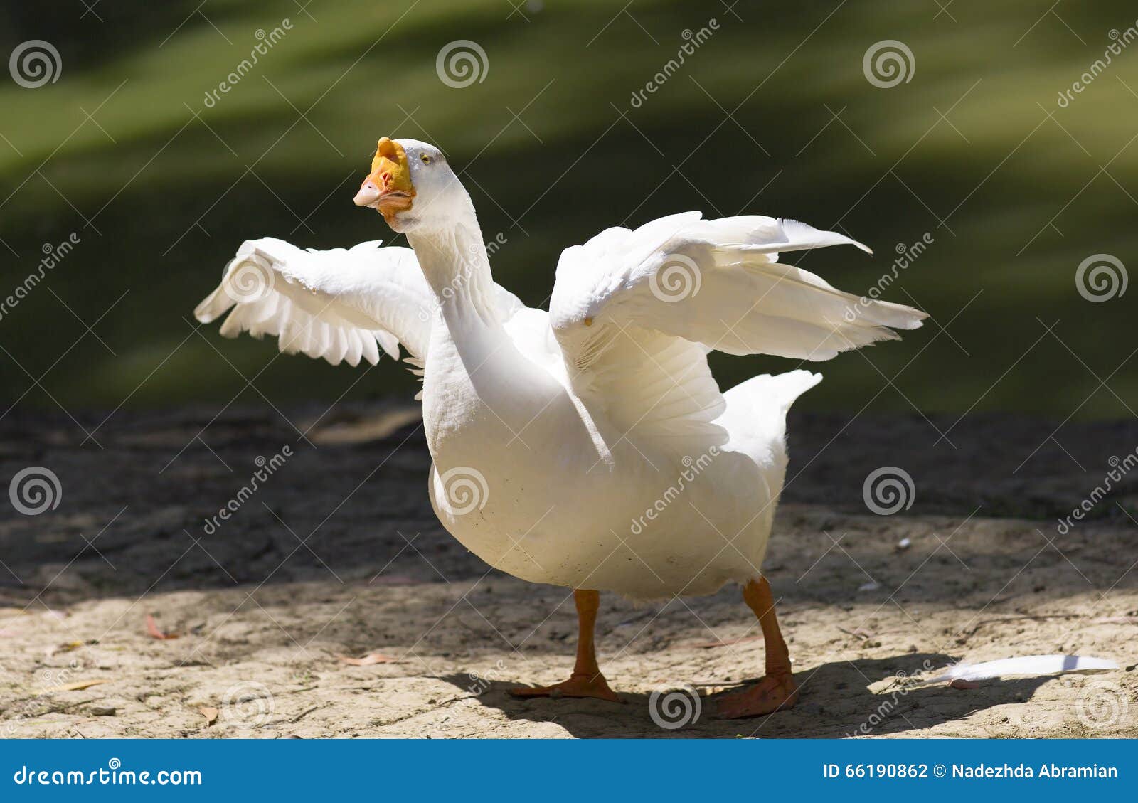 Ritratto Di Un'oca Selvatica Bianca Fotografia Stock - Immagine di ...