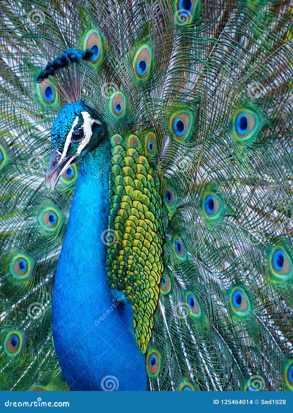 Ritratto Di Un Pavone Indiano Blu Fotografia Stock - Immagine di ...