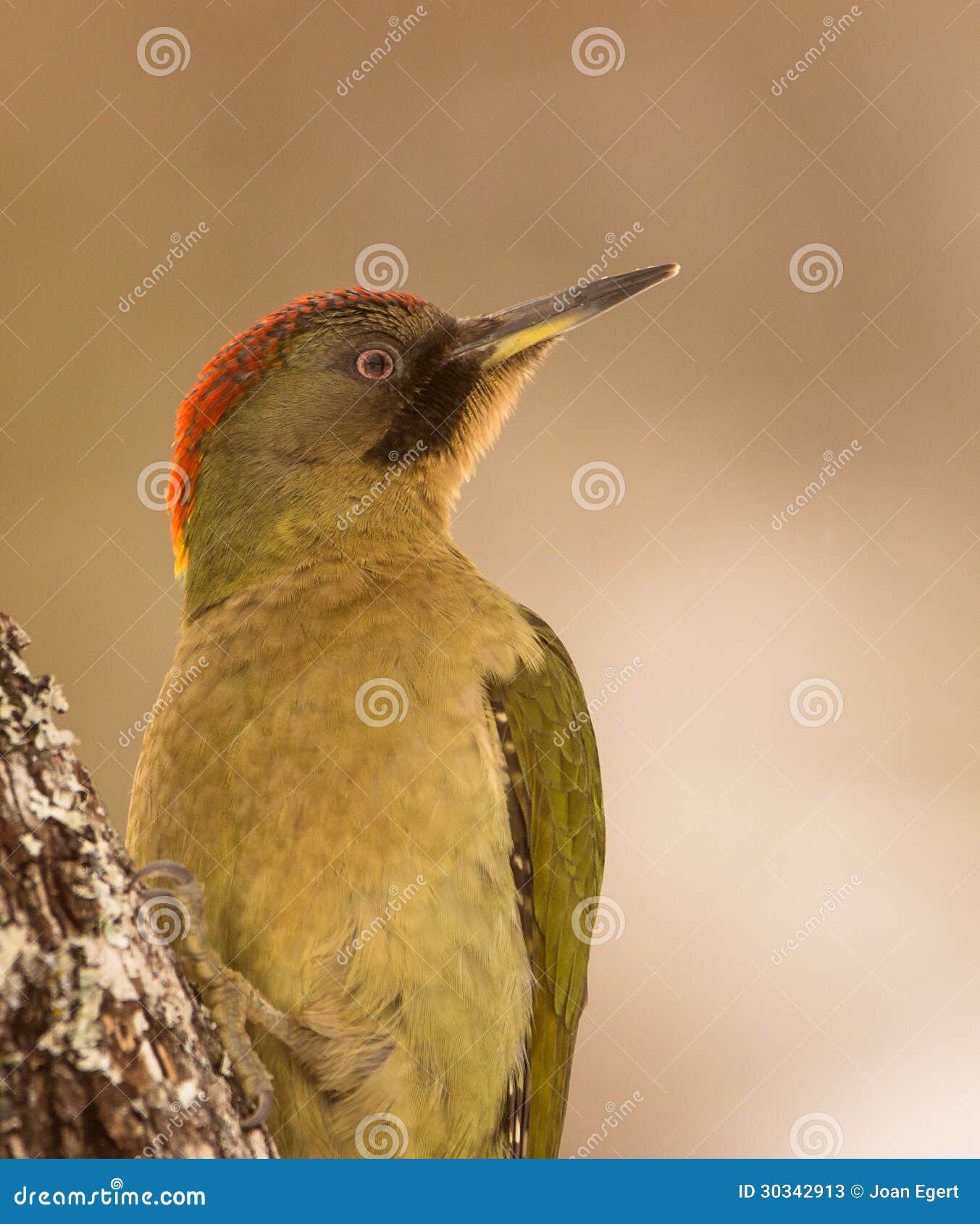Ritratto Di Un Picchio Verde Immagine Stock - Immagine di uccelli, vita ...