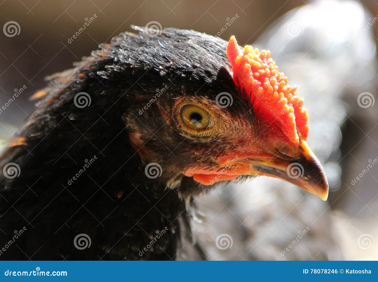 Ritratto di un pollo nero fotografia stock. Immagine di galletto - 78078246