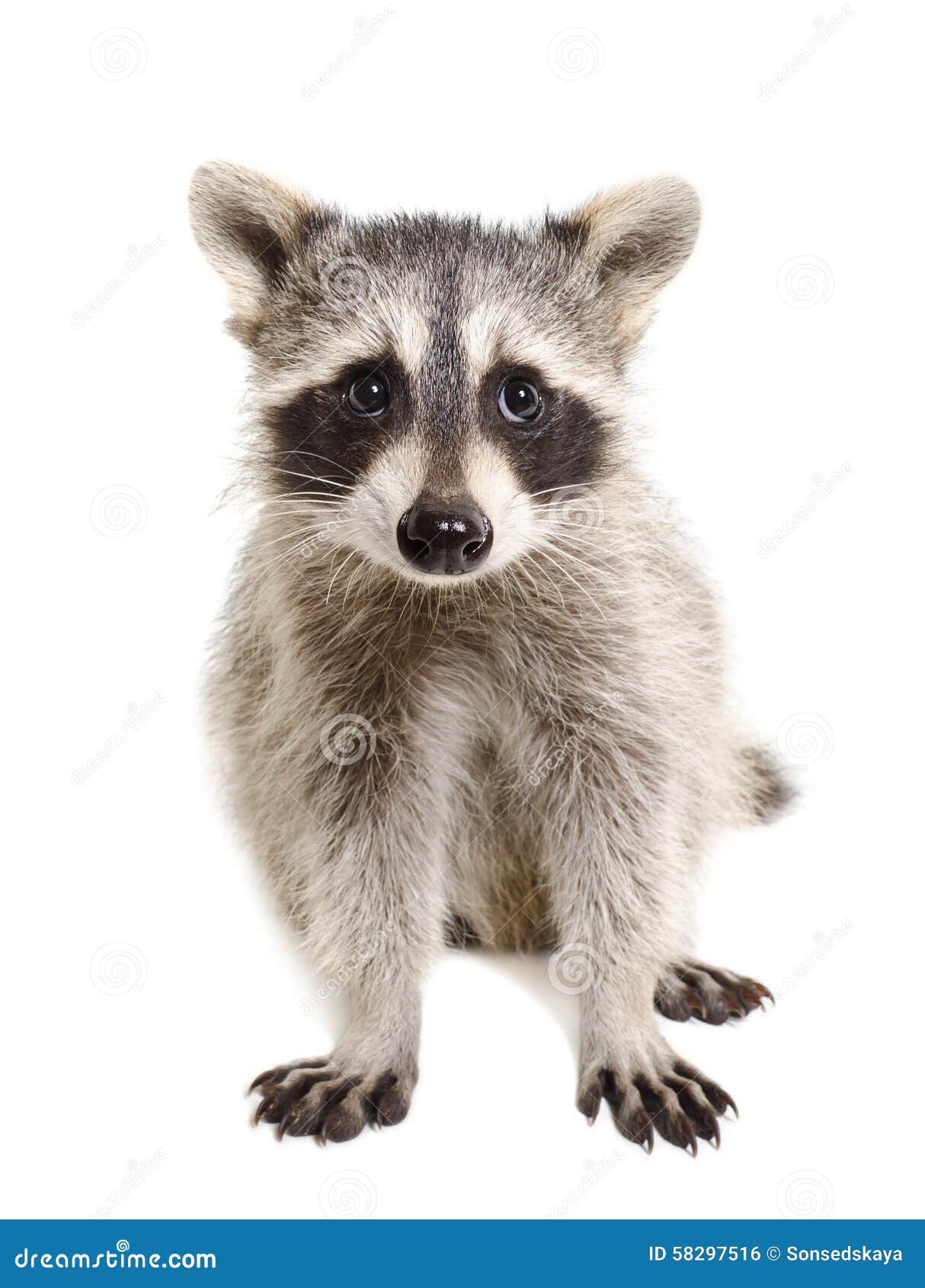 Ritratto di un procione fotografia stock. Immagine di comico - 58297516