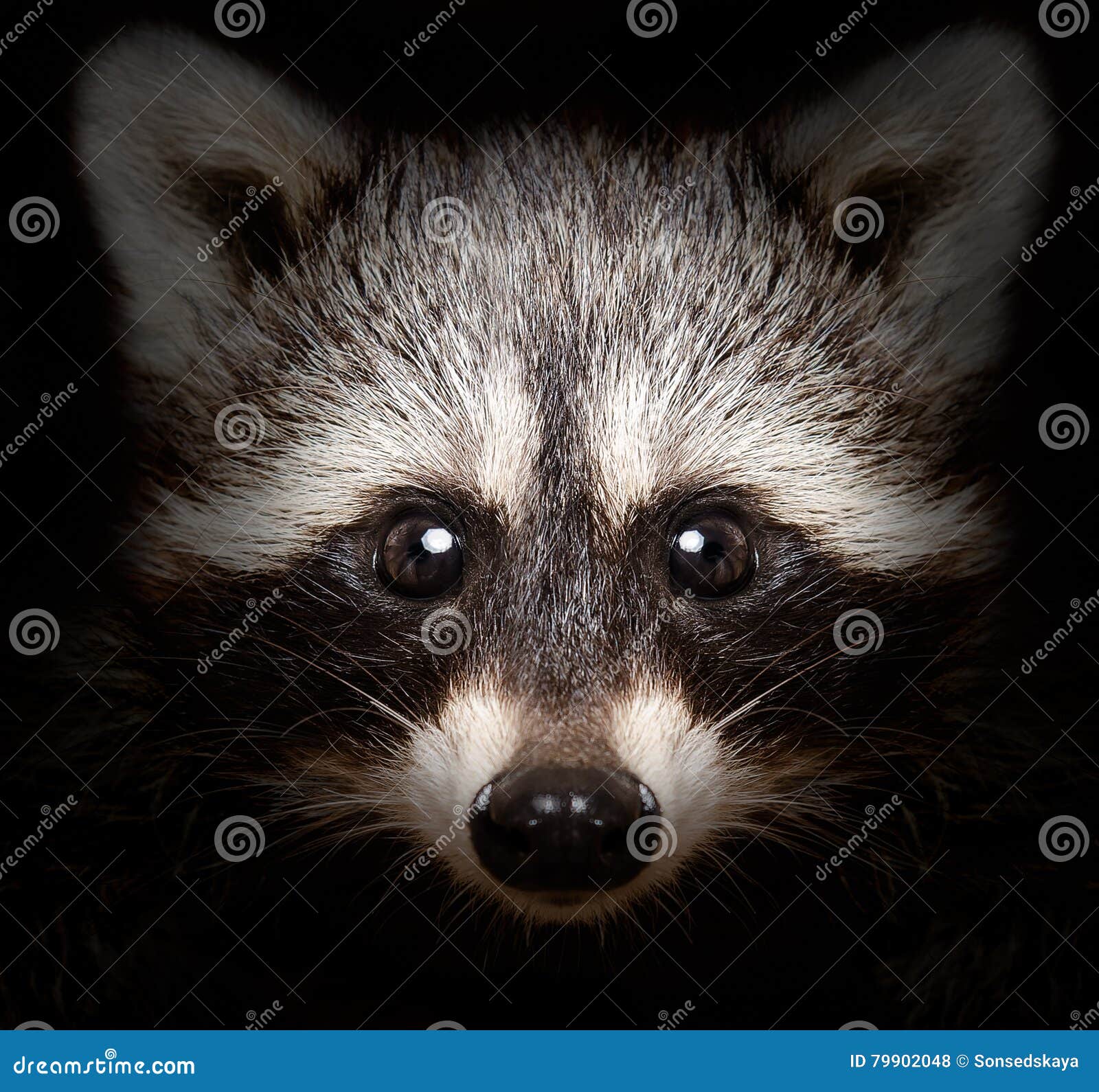 Ritratto Di Un Procione Abile Fotografia Stock - Immagine di ...