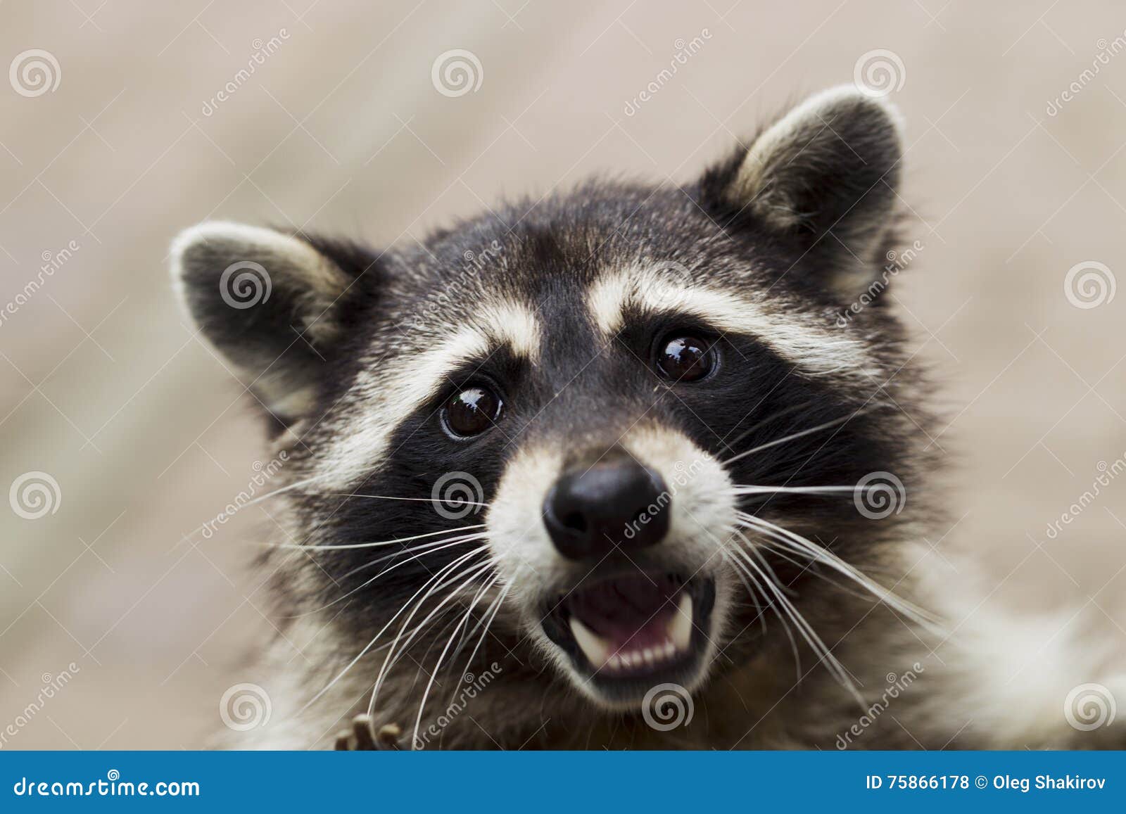 Ritratto Di Un Procione Curioso Fotografia Stock - Immagine di grigio ...