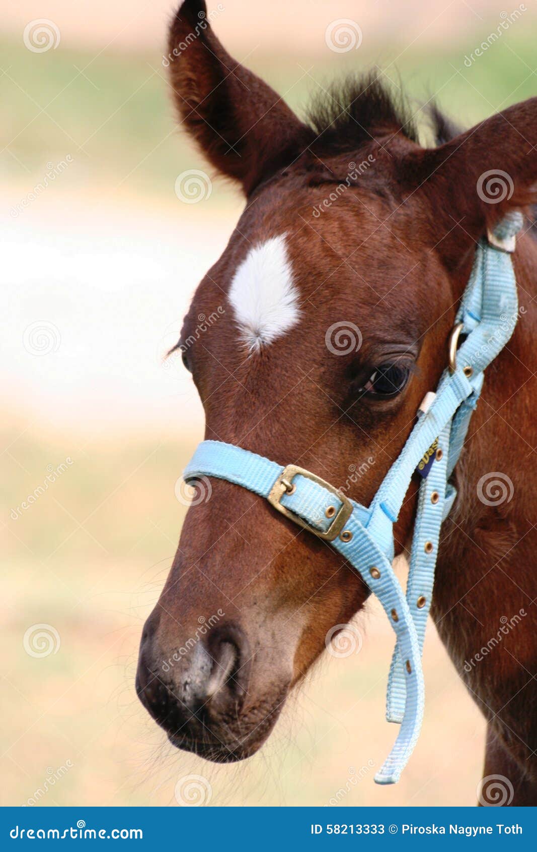 Ritratto di un puledro immagine stock. Immagine di occhio - 58213333