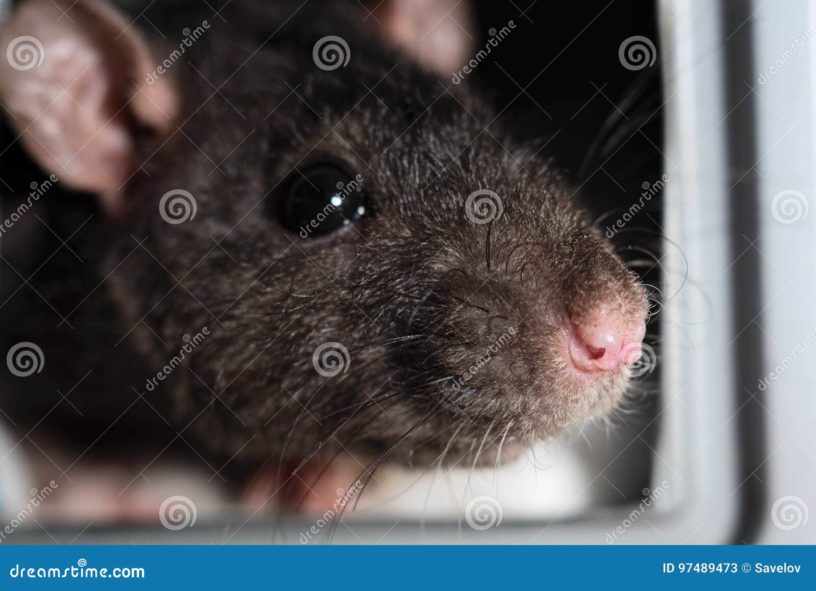 Ritratto Di Un Ratto Grigio Immagine Stock - Immagine di mouse, animale ...