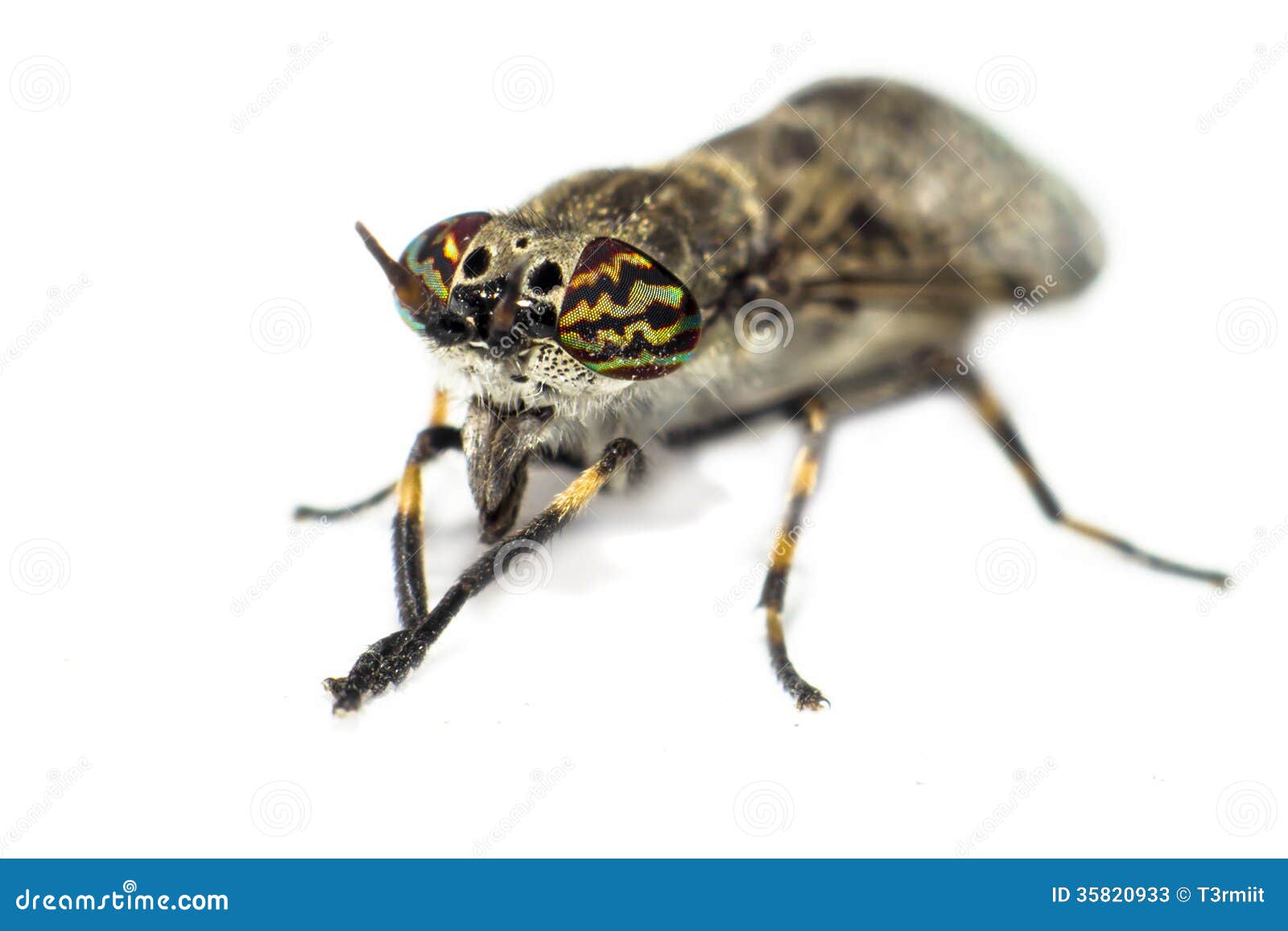 Ritratto di un tafano immagine stock. Immagine di sfondo - 35820933