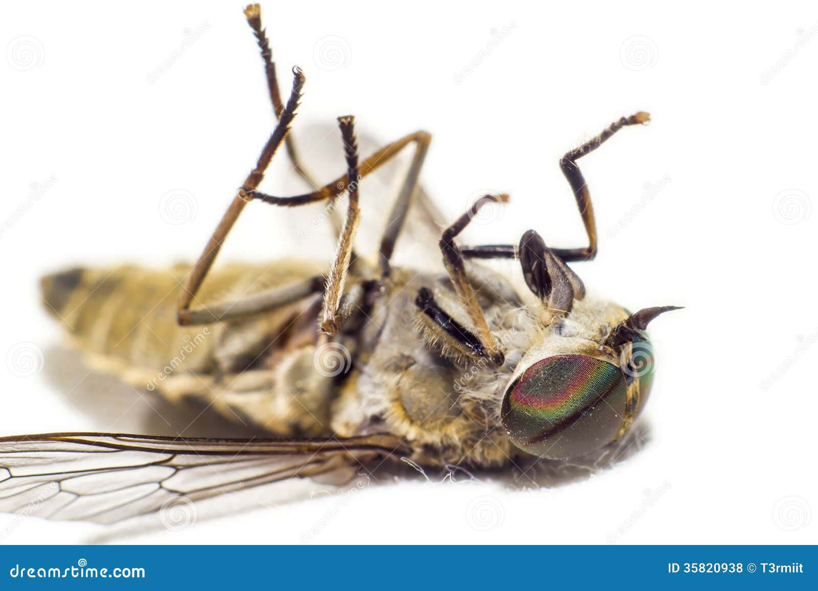 Ritratto di un tafano fotografia stock. Immagine di raccolto - 35820938