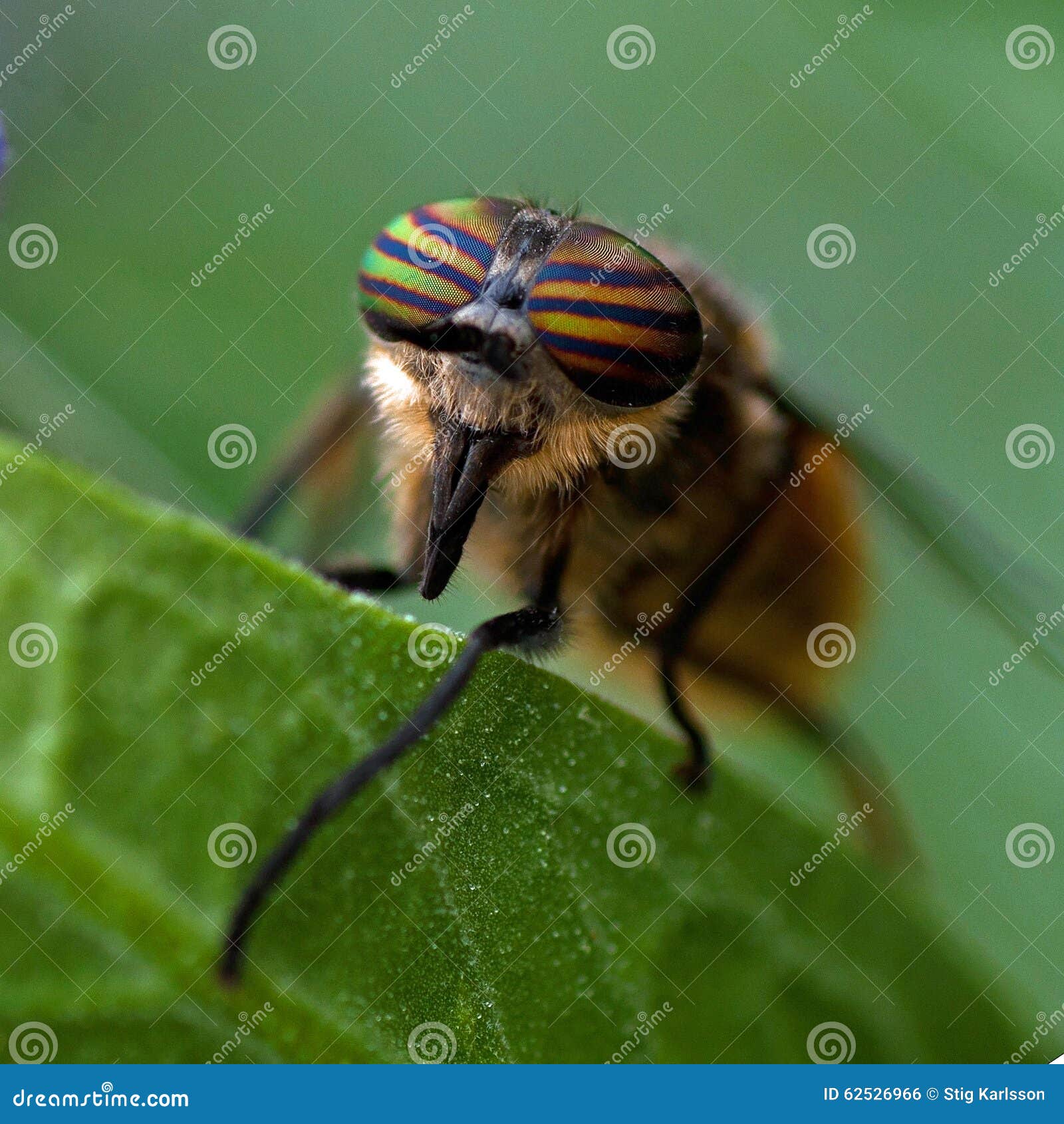 Ritratto Di Un Tafano, Tabanidae Fotografia Stock - Immagine di brullo ...