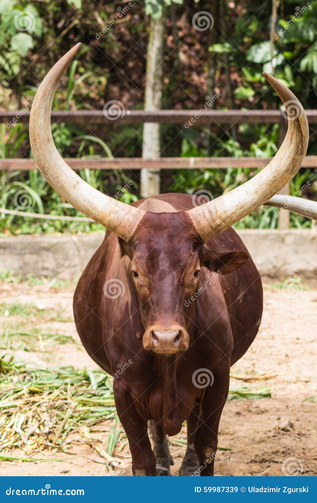 Ritratto Di Un Toro Africano Immagine Stock - Immagine di coppie, toro ...