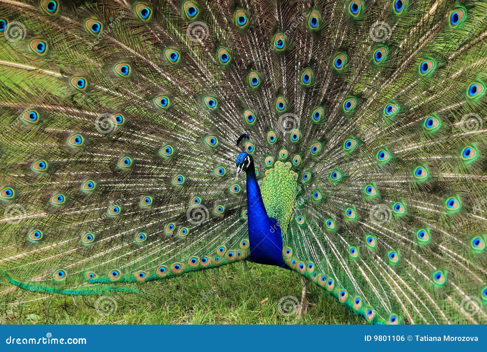 Ritratto Di Un Uccello Del Pavone Fotografia Stock - Immagine di ...