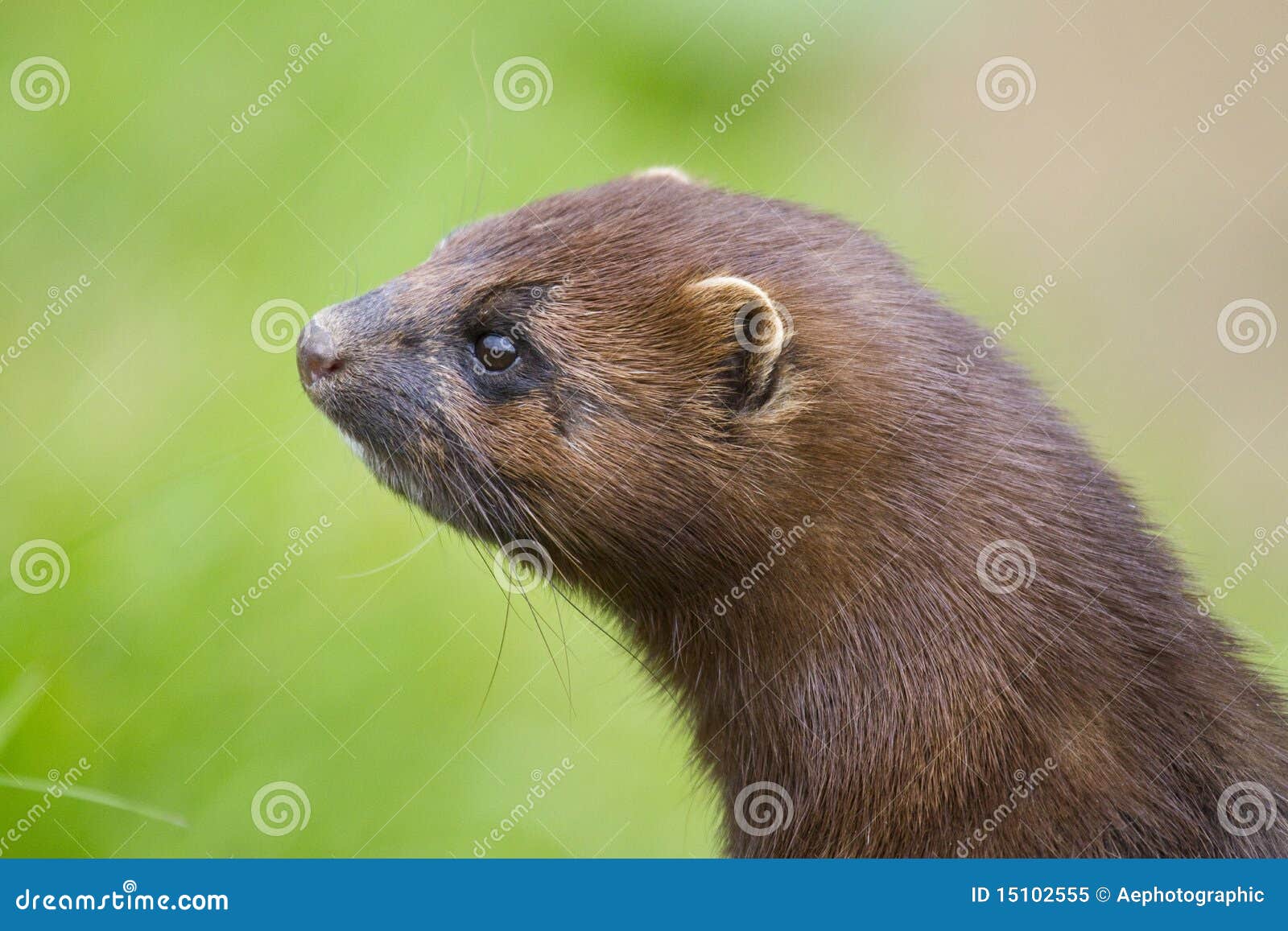 Ritratto Di Un Visone Americano Immagine Stock - Immagine di piedi ...