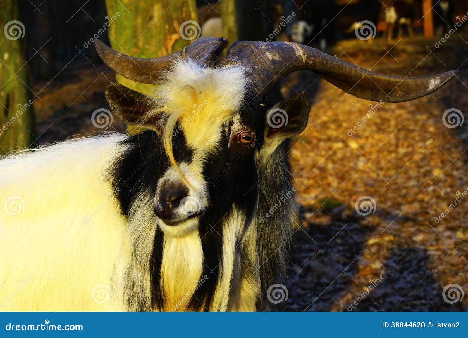 Ritratto di una capra fotografia stock. Immagine di femmina - 38044620