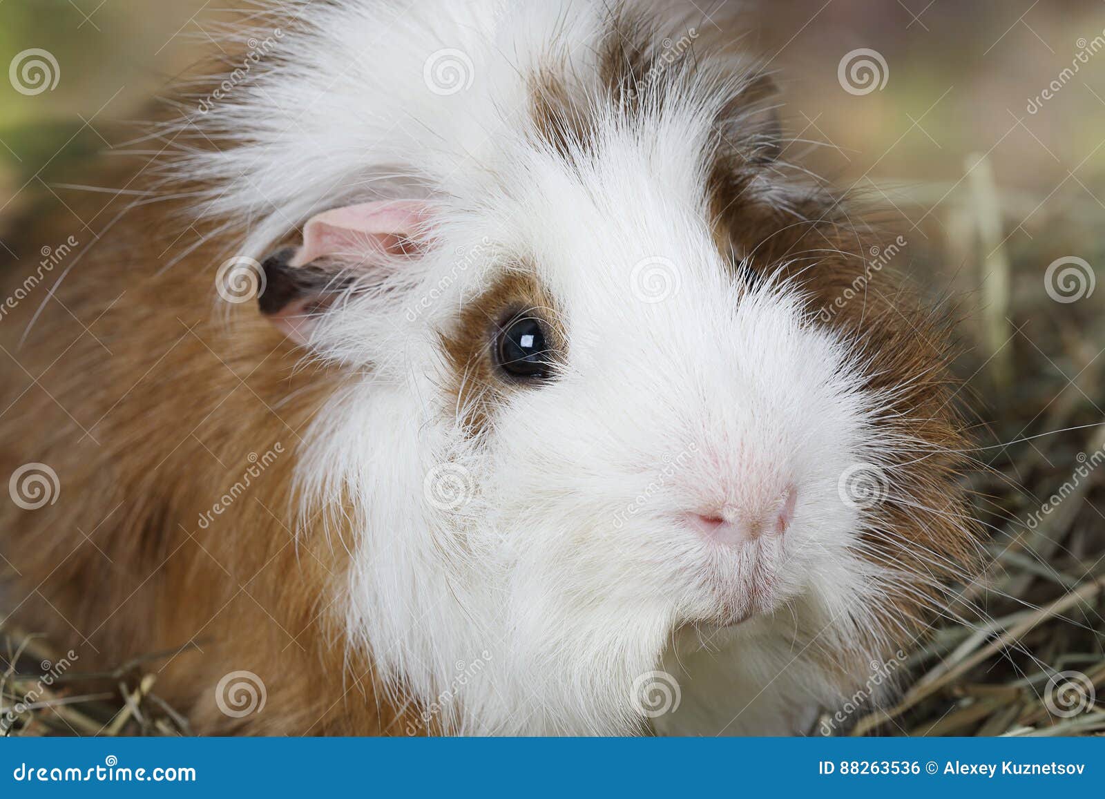 Ritratto di una cavia fotografia stock. Immagine di pelliccia - 88263536