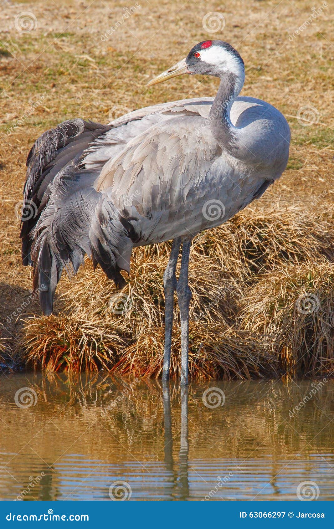 Ritratto di una gru immagine stock. Immagine di rosso - 63066297
