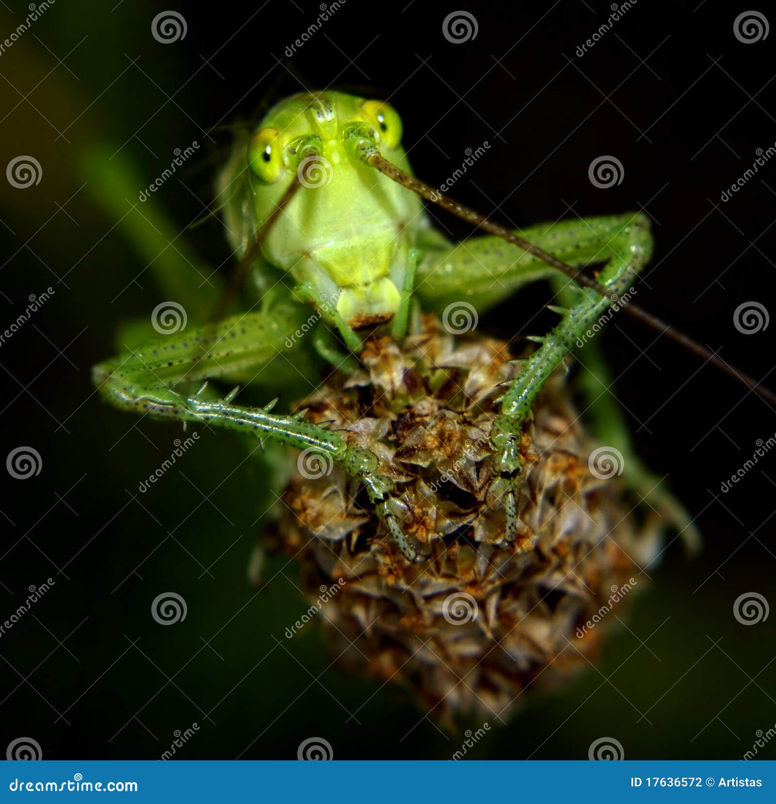 Ritratto Di Una Locusta Verde Fotografia Stock - Immagine di natura ...