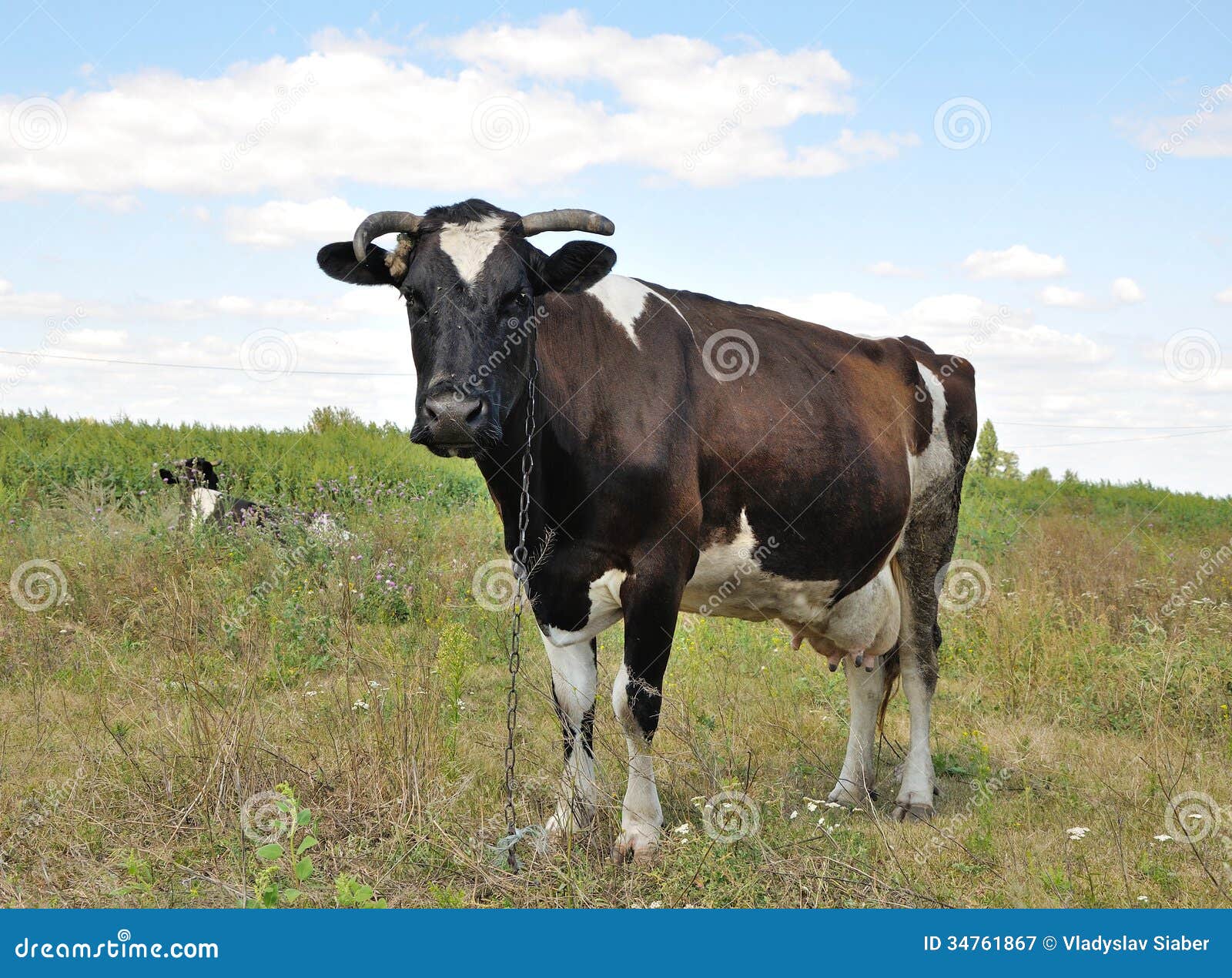 Ritratto di una mucca immagine stock. Immagine di verde - 34761867