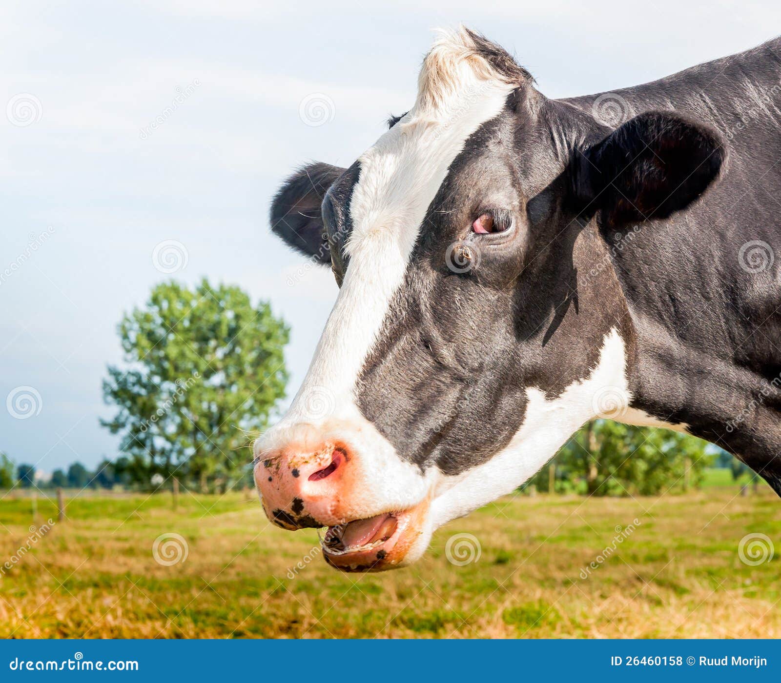 Ritratto Di Una Mucca Macchiata Nera Con La Bocca Aperta. Fotografia ...