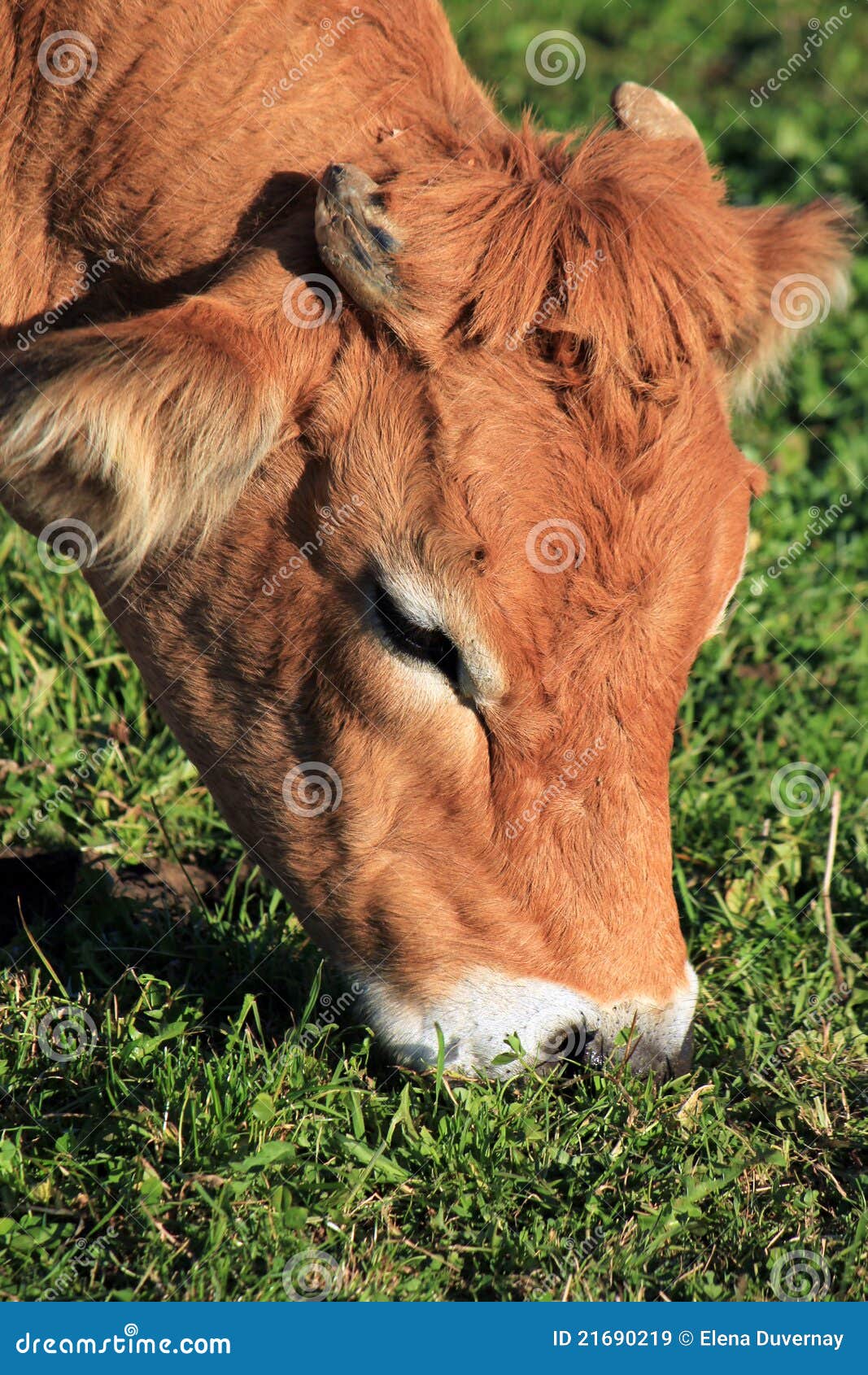 Ritratto Di Una Mucca Marrone Immagine Stock - Immagine di chiusura ...