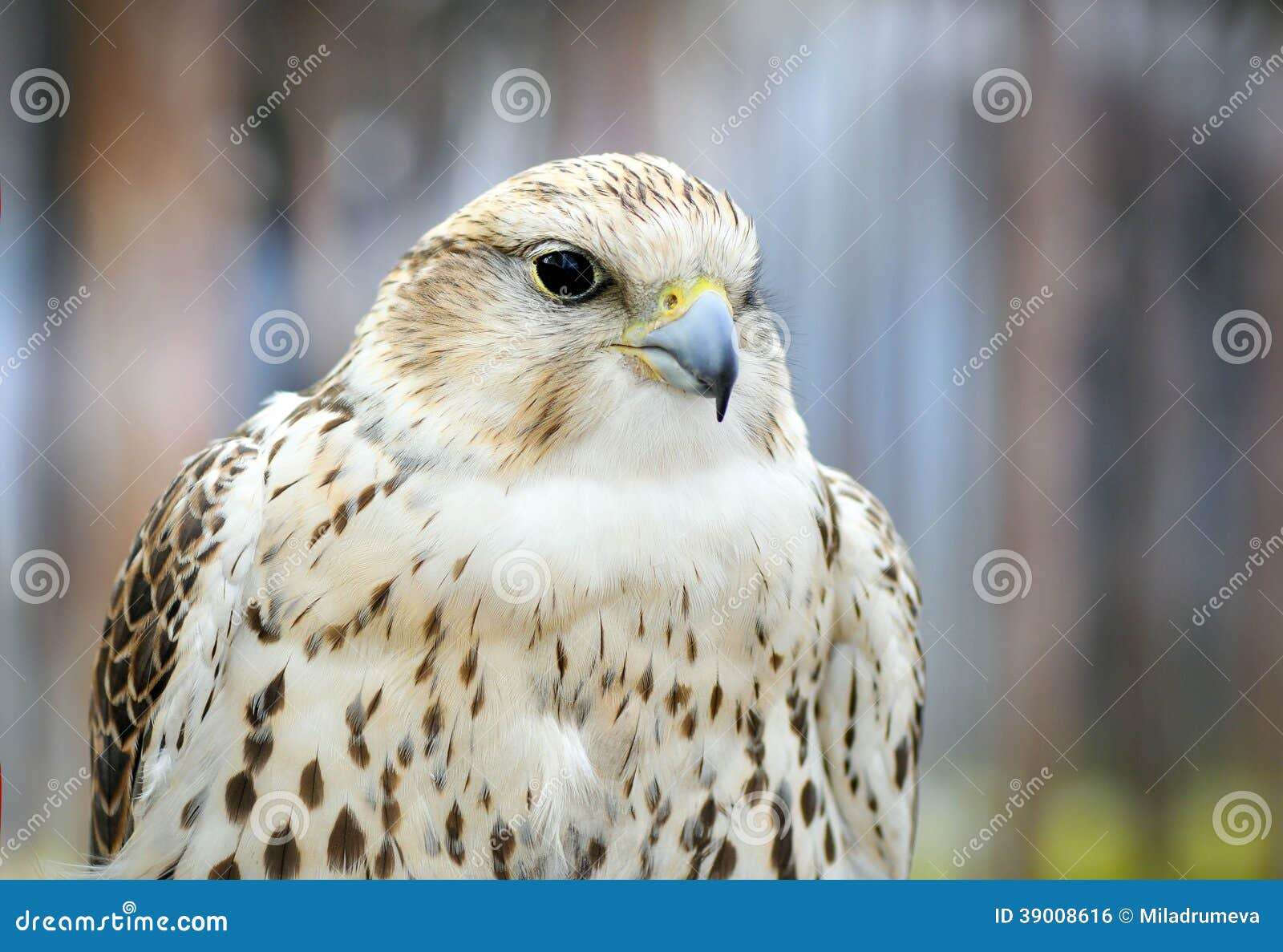 Ritratto Di Una Rapace Bianca Del Falco Fotografia Stock - Immagine di ...