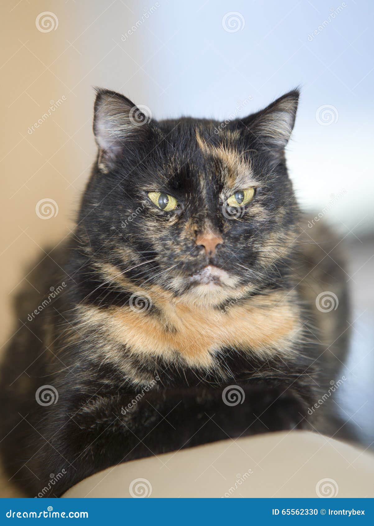 Ritratto Di Vecchio Gatto Colorato Tre Fotografia Stock - Immagine di ...