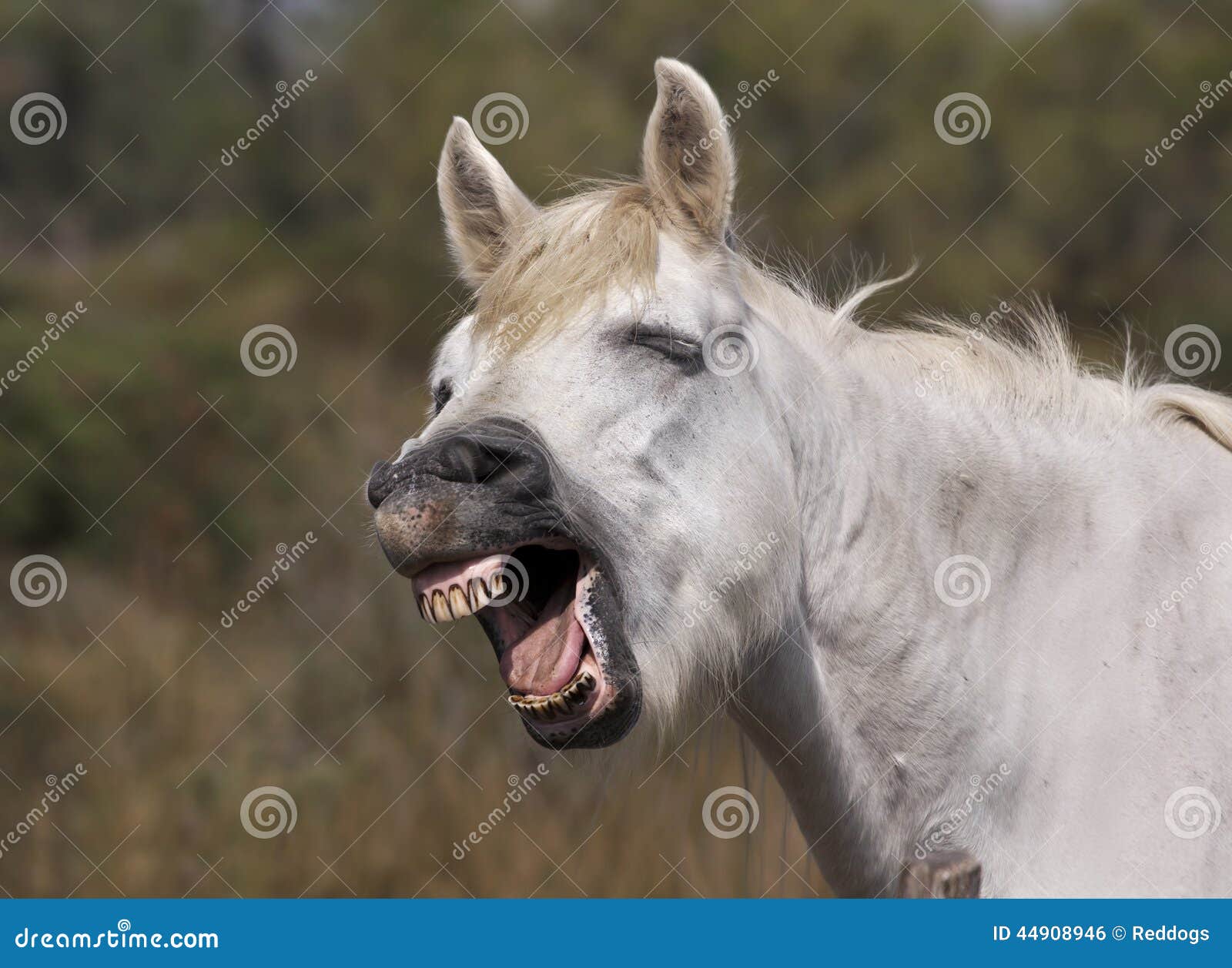 Ritratto Divertente Del Cavallo Fotografia Stock - Immagine di animale ...