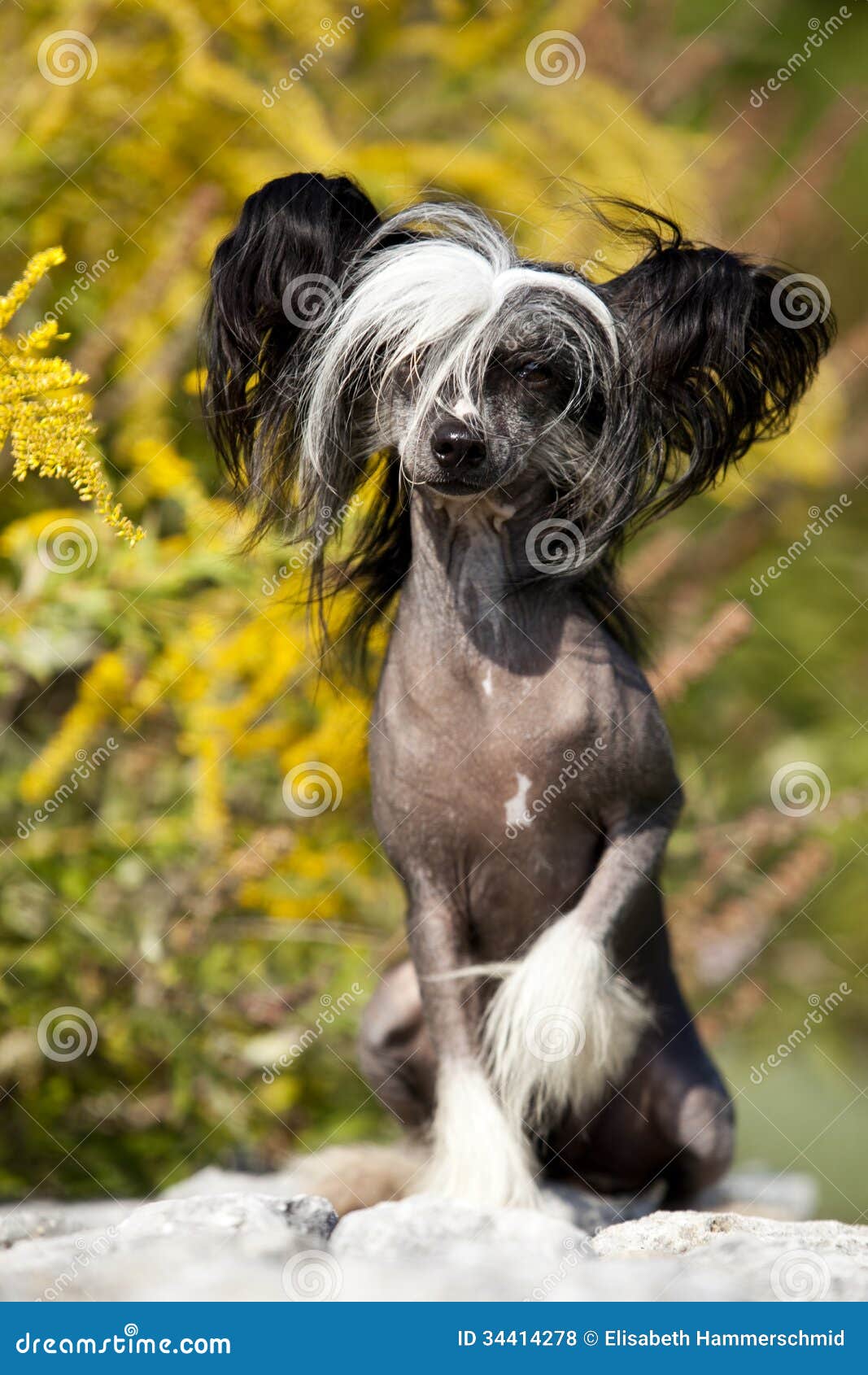 Ritratto Glabro Crestato Cinese Del Cane Fotografia Stock - Immagine di ...