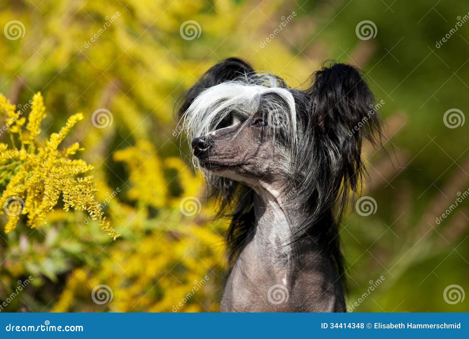 Ritratto Glabro Crestato Cinese Del Cane Fotografia Stock - Immagine di ...