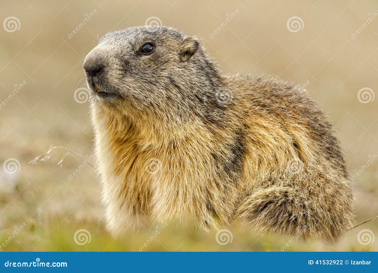 Ritratto Isolato Della Marmotta Fotografia Stock - Immagine di piccolo ...