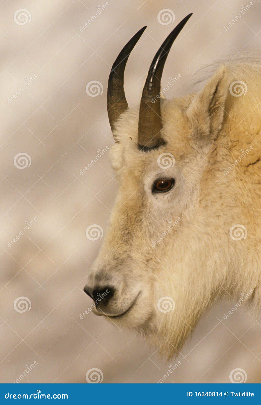 Ritratto Maschio Della Capra Di Montagna Fotografia Stock - Immagine di ...