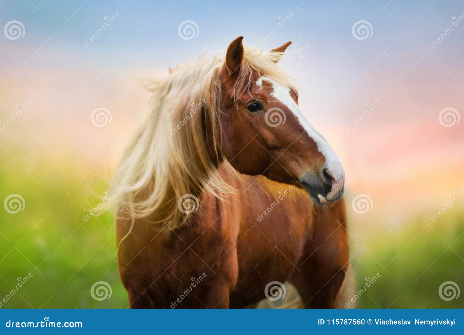 Ritratto rosso del cavallo fotografia stock. Immagine di azione - 115787560
