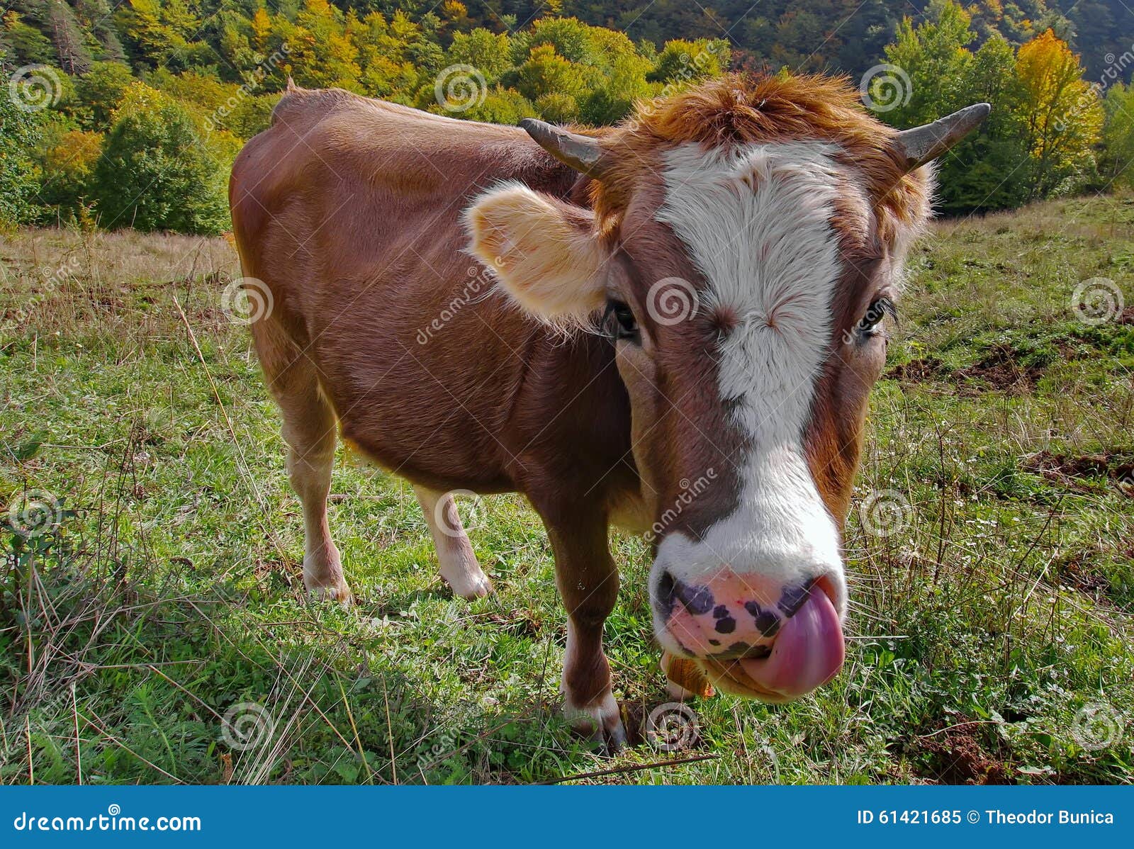 Ritratto Sveglio Della Mucca Immagine Stock - Immagine di campo ...