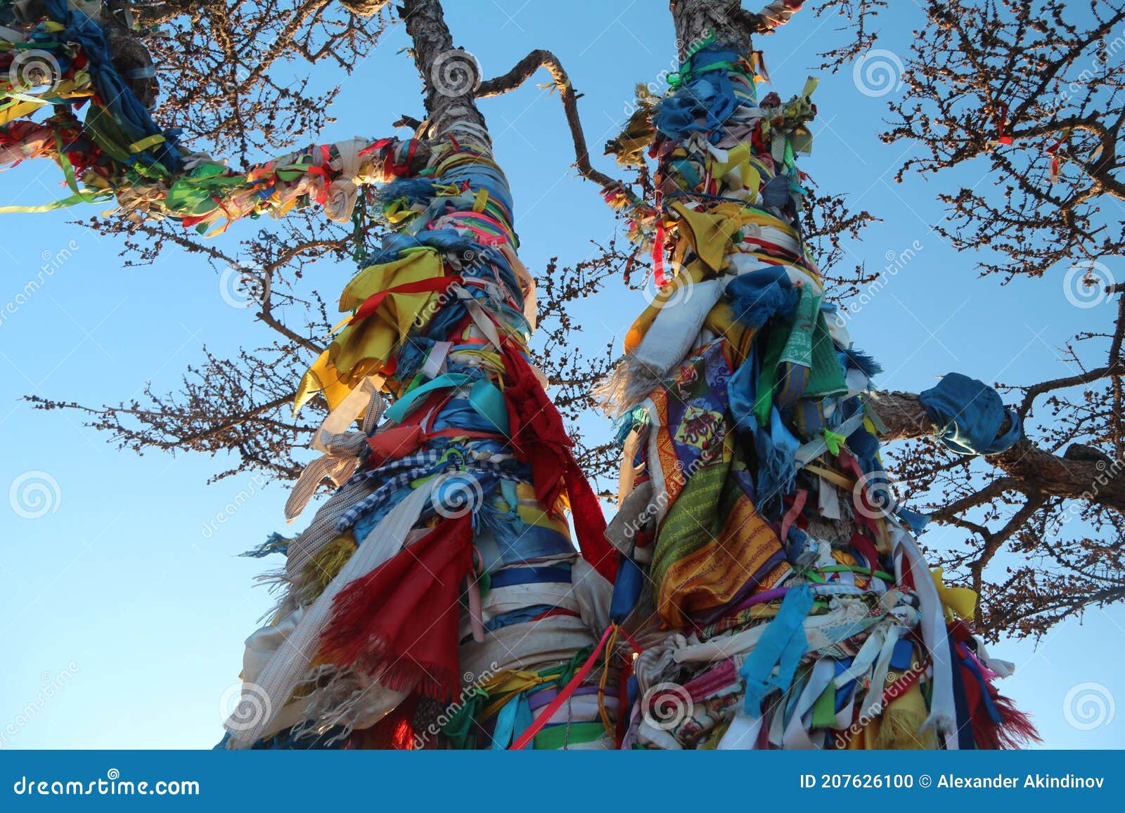Ritual trees stock photo. Image of festival, buryat - 207626100