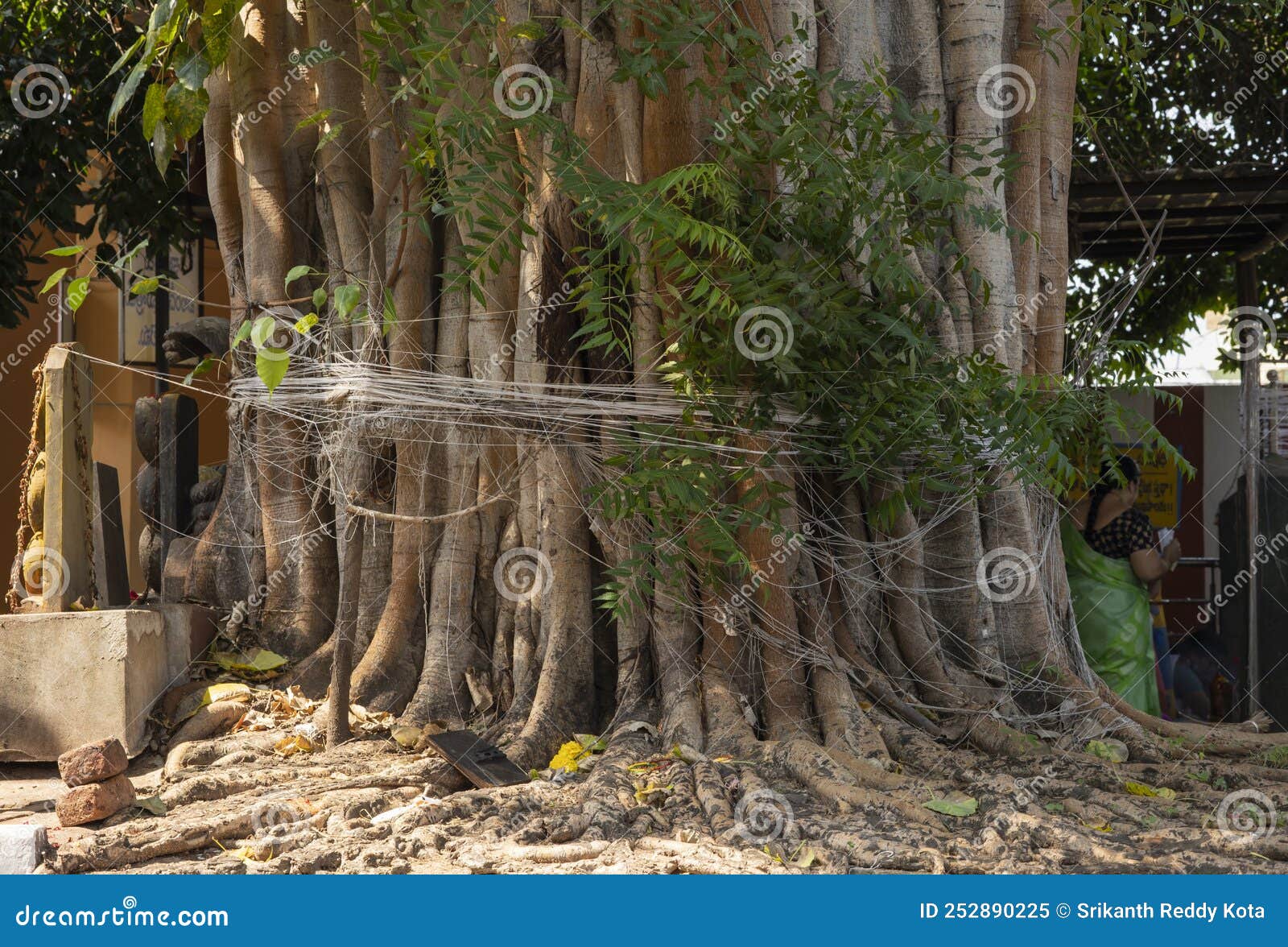 A Ritual with a White Thread Around Peepal(sacred) Tree in the Shivalay ...