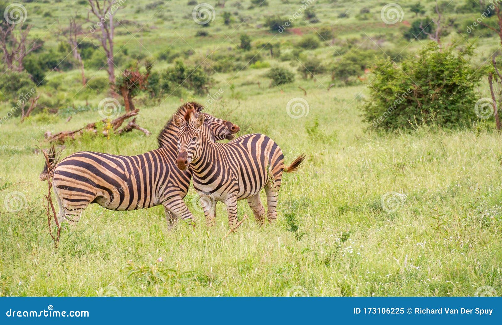 Rituals of Mating Burchell`s Zebras Stock Image - Image of mature ...