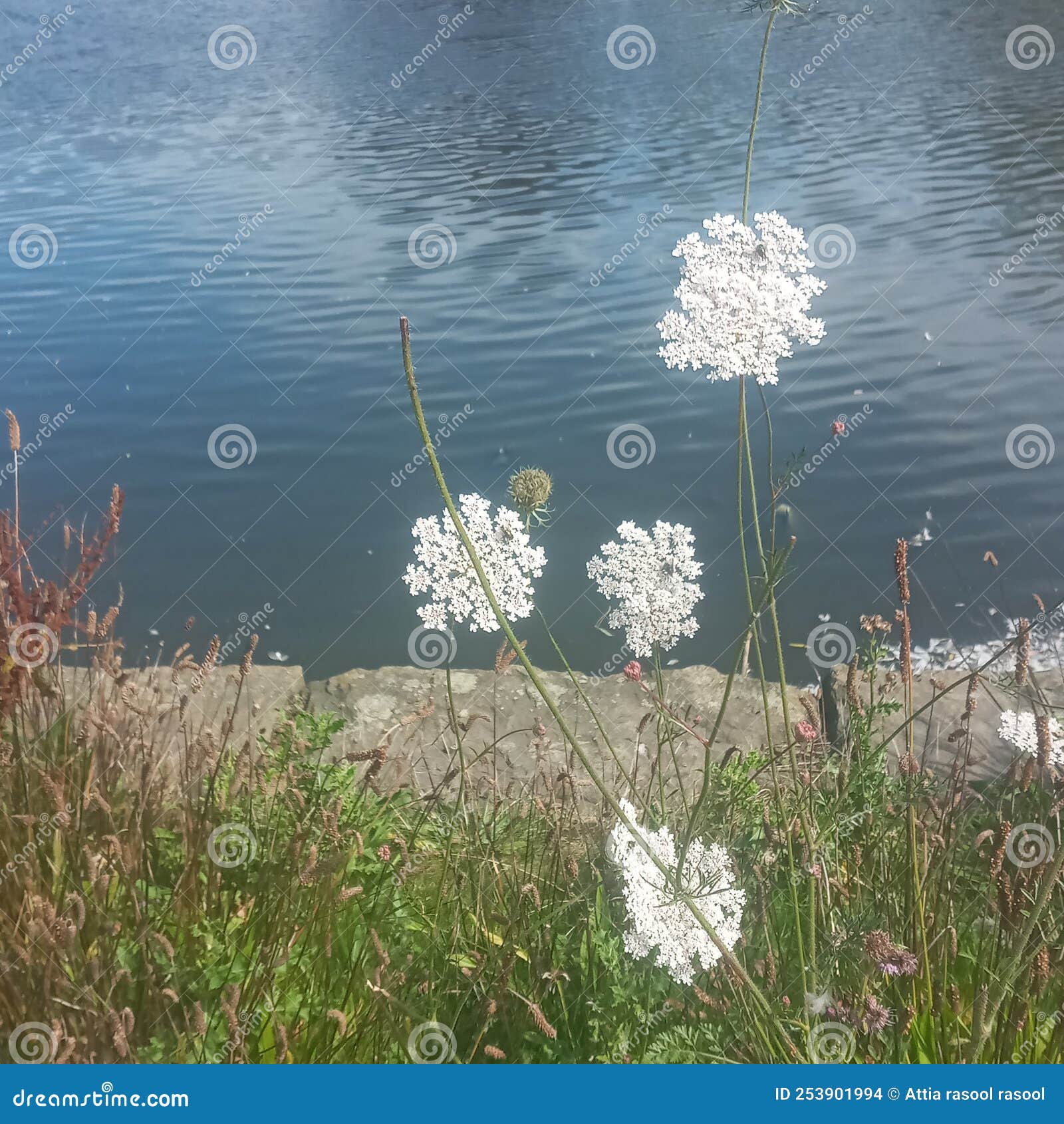 Sahing Stock Photos - Free & Royalty-Free Stock Photos from Dreamstime