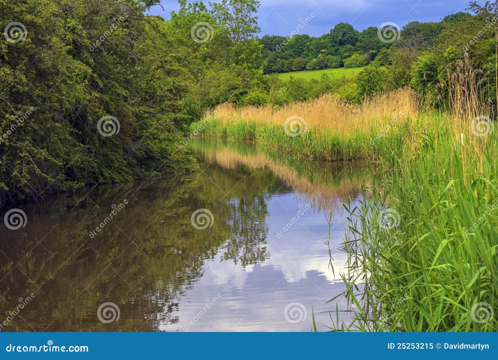 River stock image. Image of environment, bush, ecological - 25253215