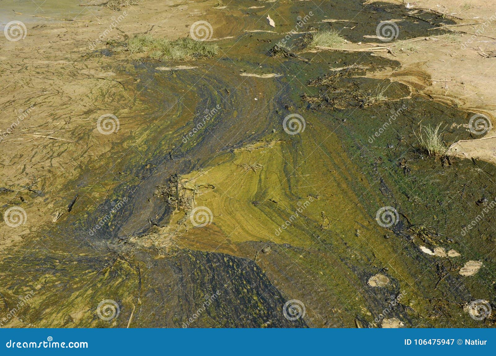 River algae art stock image. Image of algae, climate - 106475947