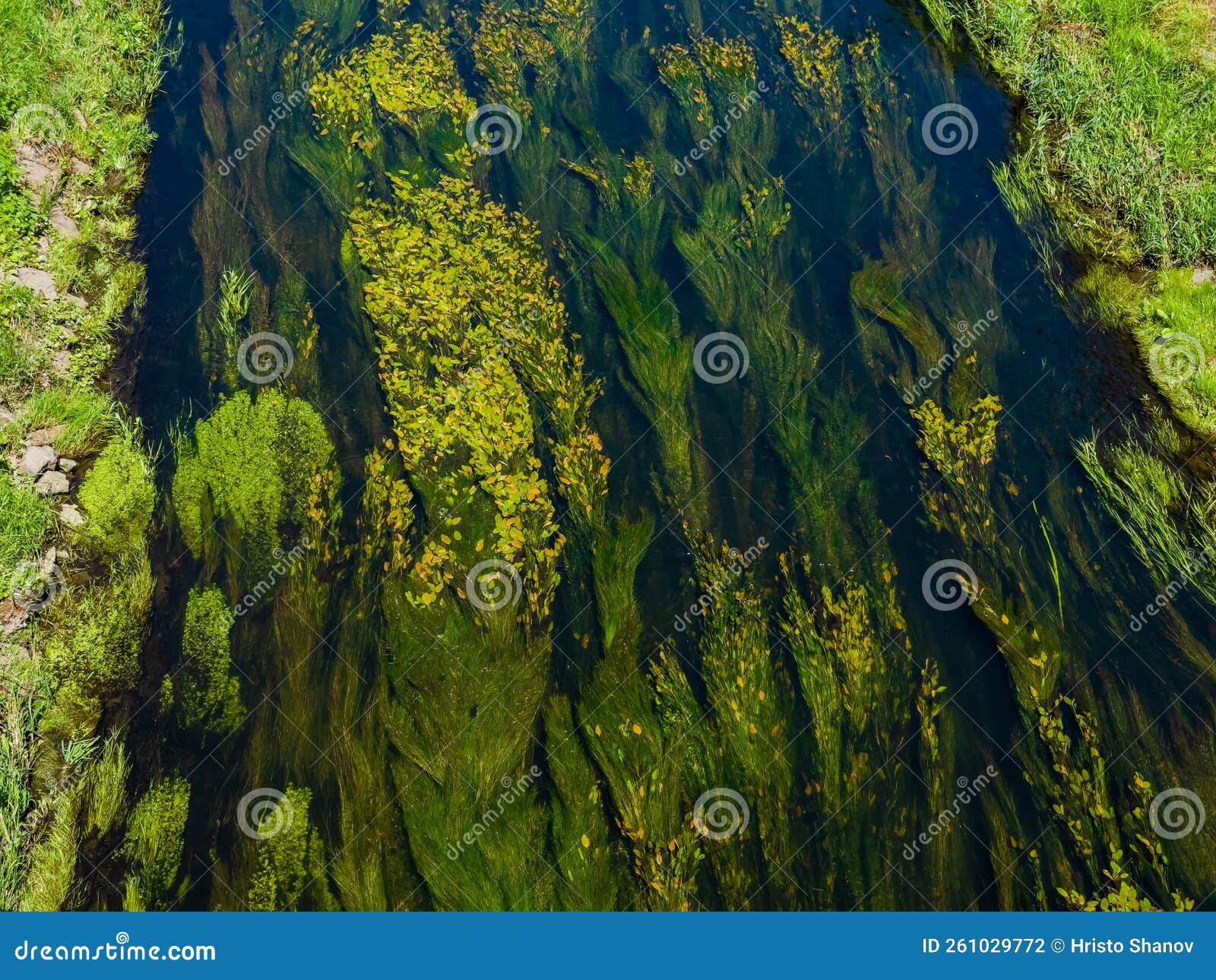 River Algae in Clear Stream Water on Bottom Stock Photo - Image of ...