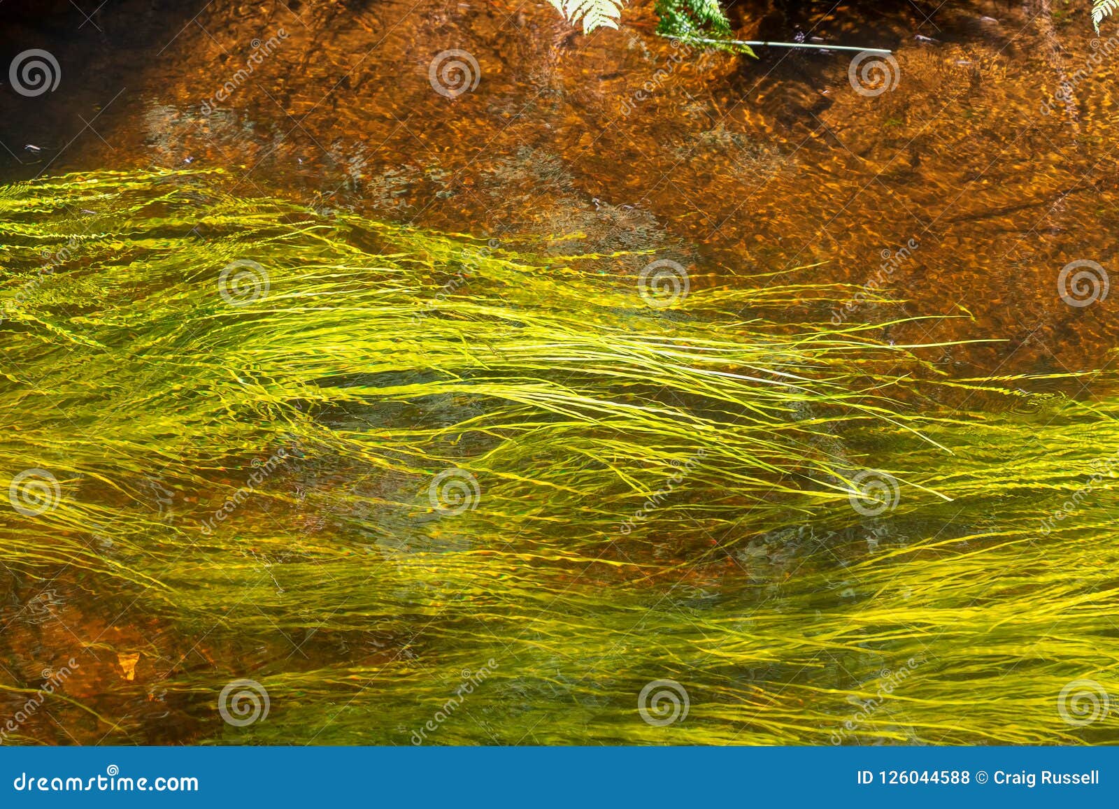 River Algae Flowing in a Canal Stock Photo - Image of sunlight, flowing ...
