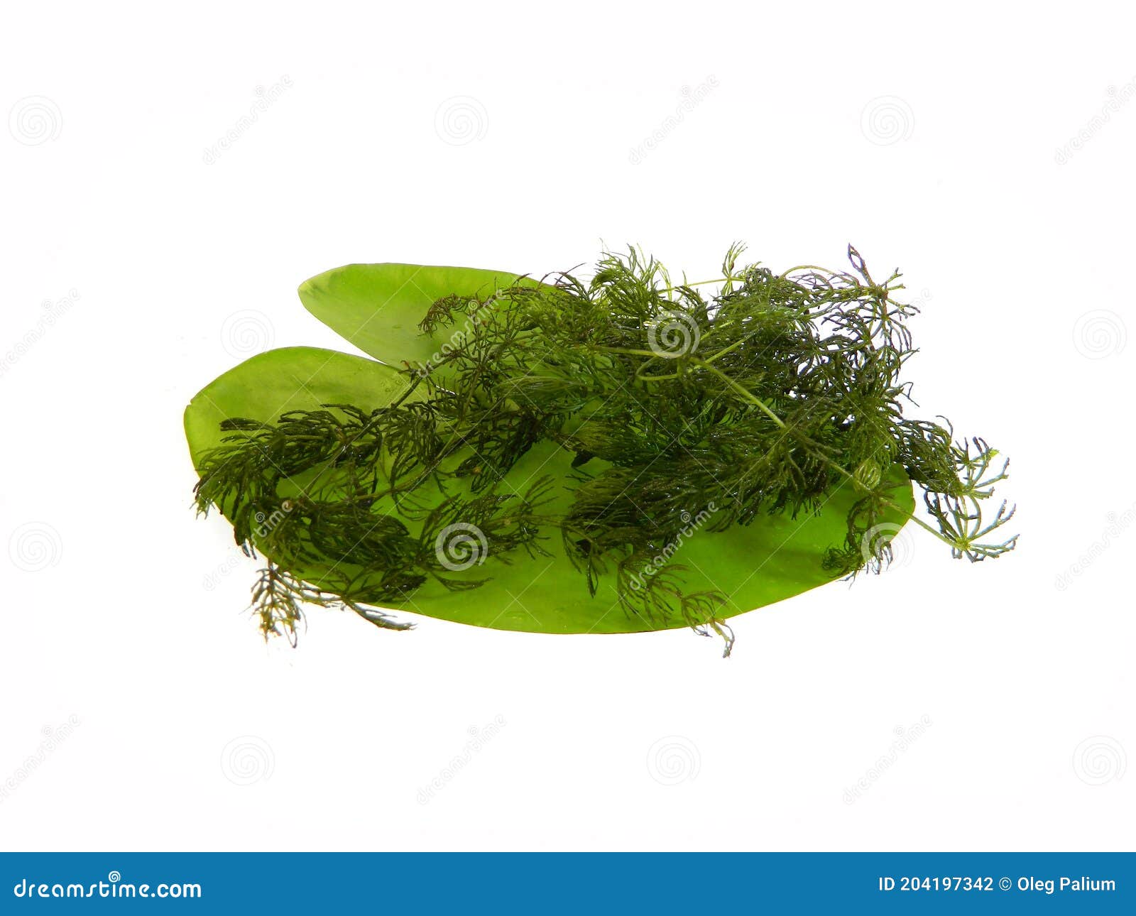 River Algae Isolated on White Background Stock Photo - Image of water ...