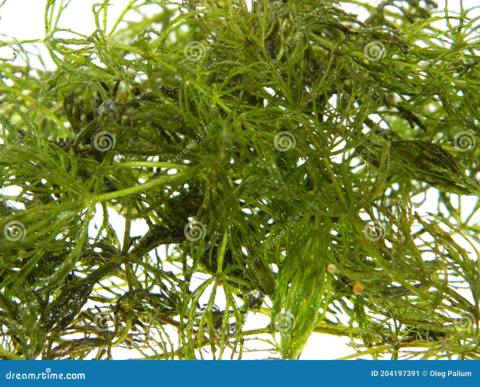 River Algae Isolated on White Background Stock Image - Image of nature ...