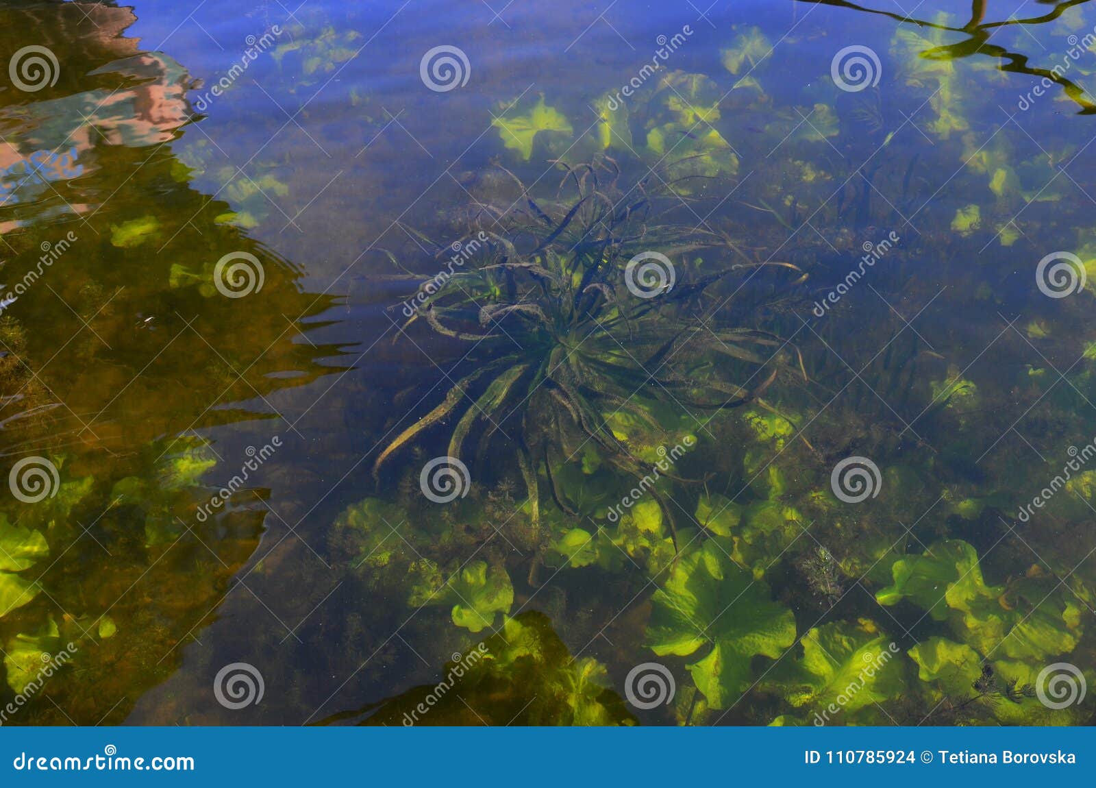 River Algae Underwater Grass View Royalty-Free Stock Image ...