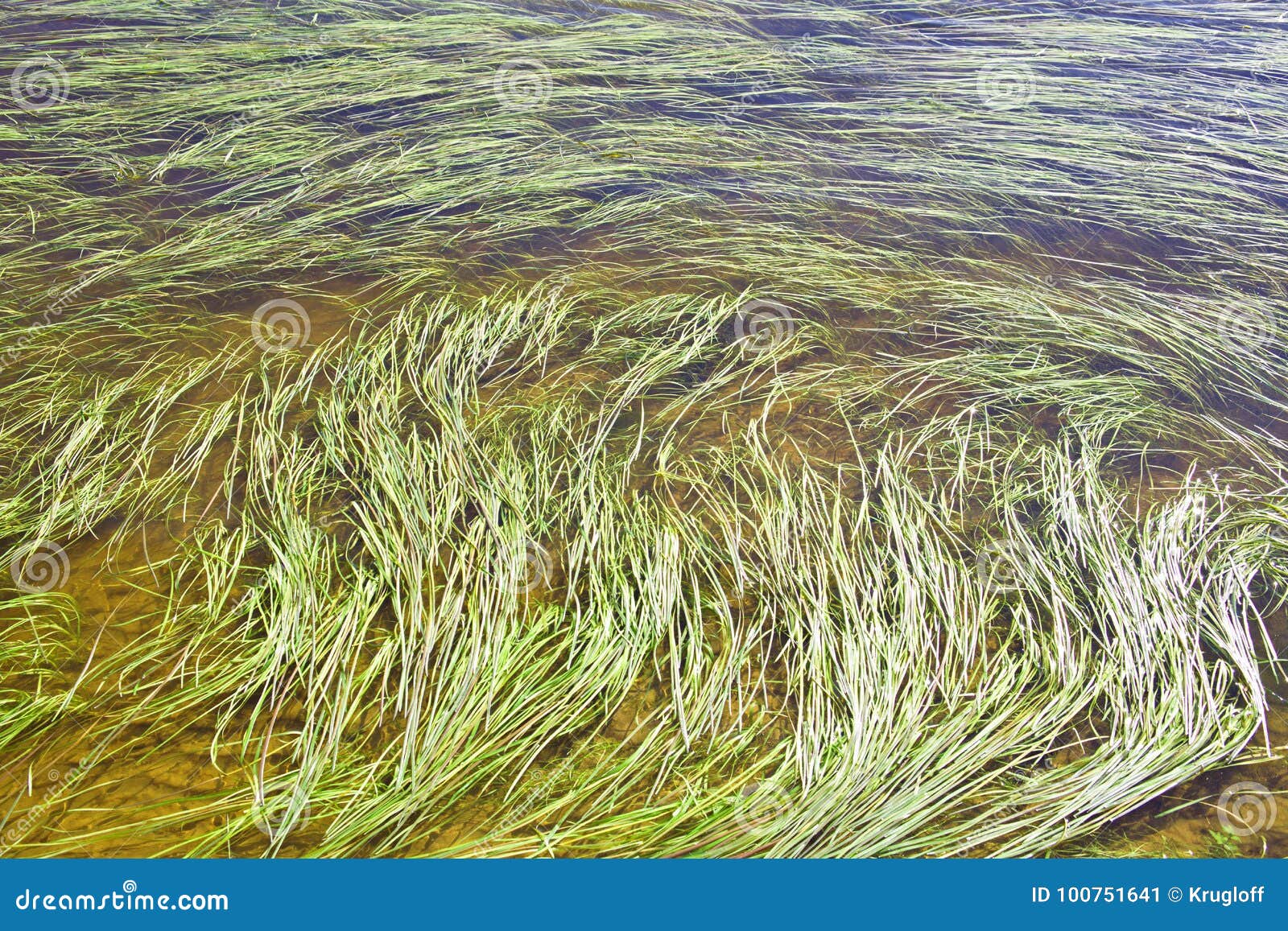 River Algae Underwater Grass View Royalty-Free Stock Image ...