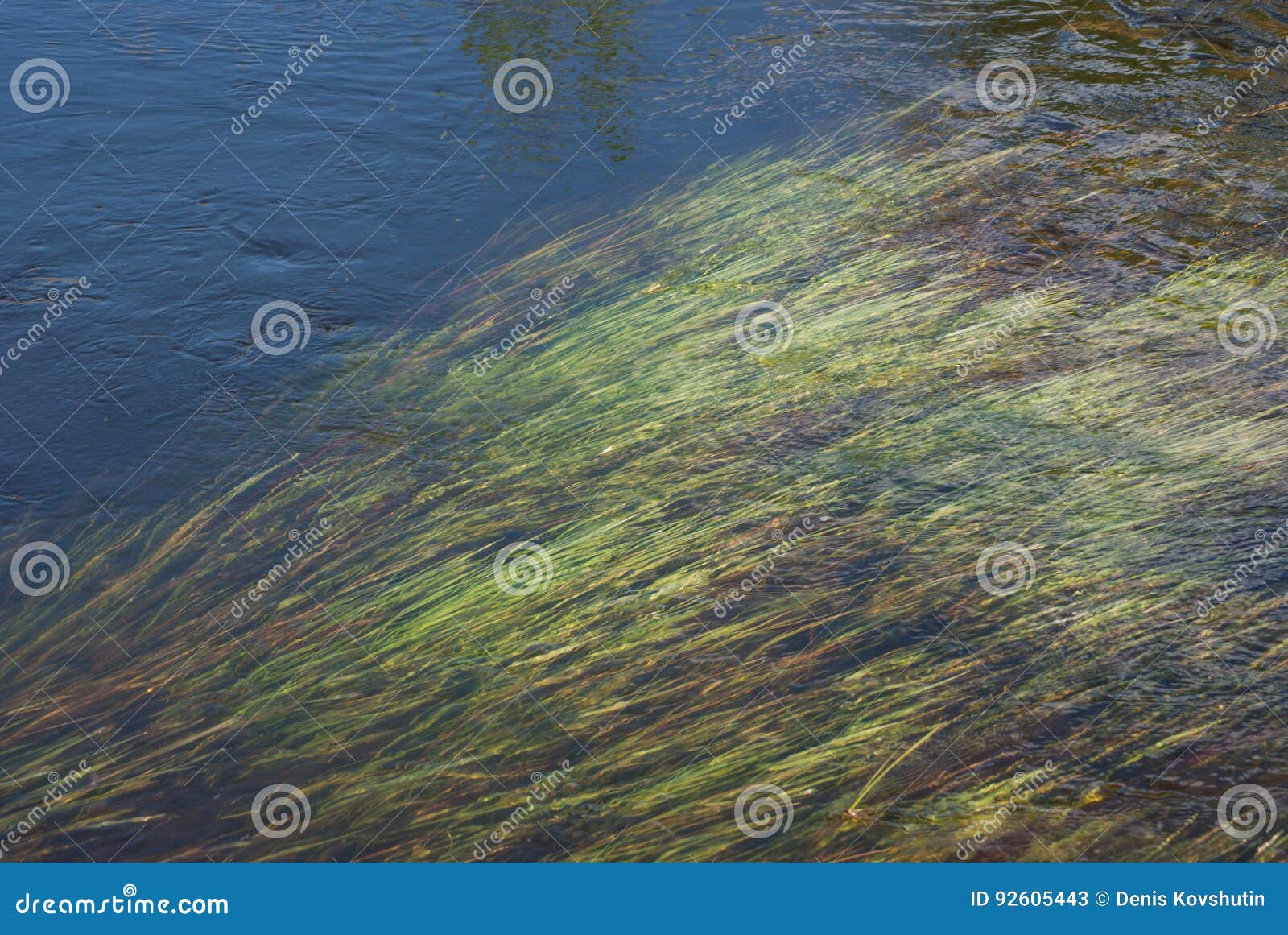 River Algae on the Strong Current of the Spring River Stock Image ...