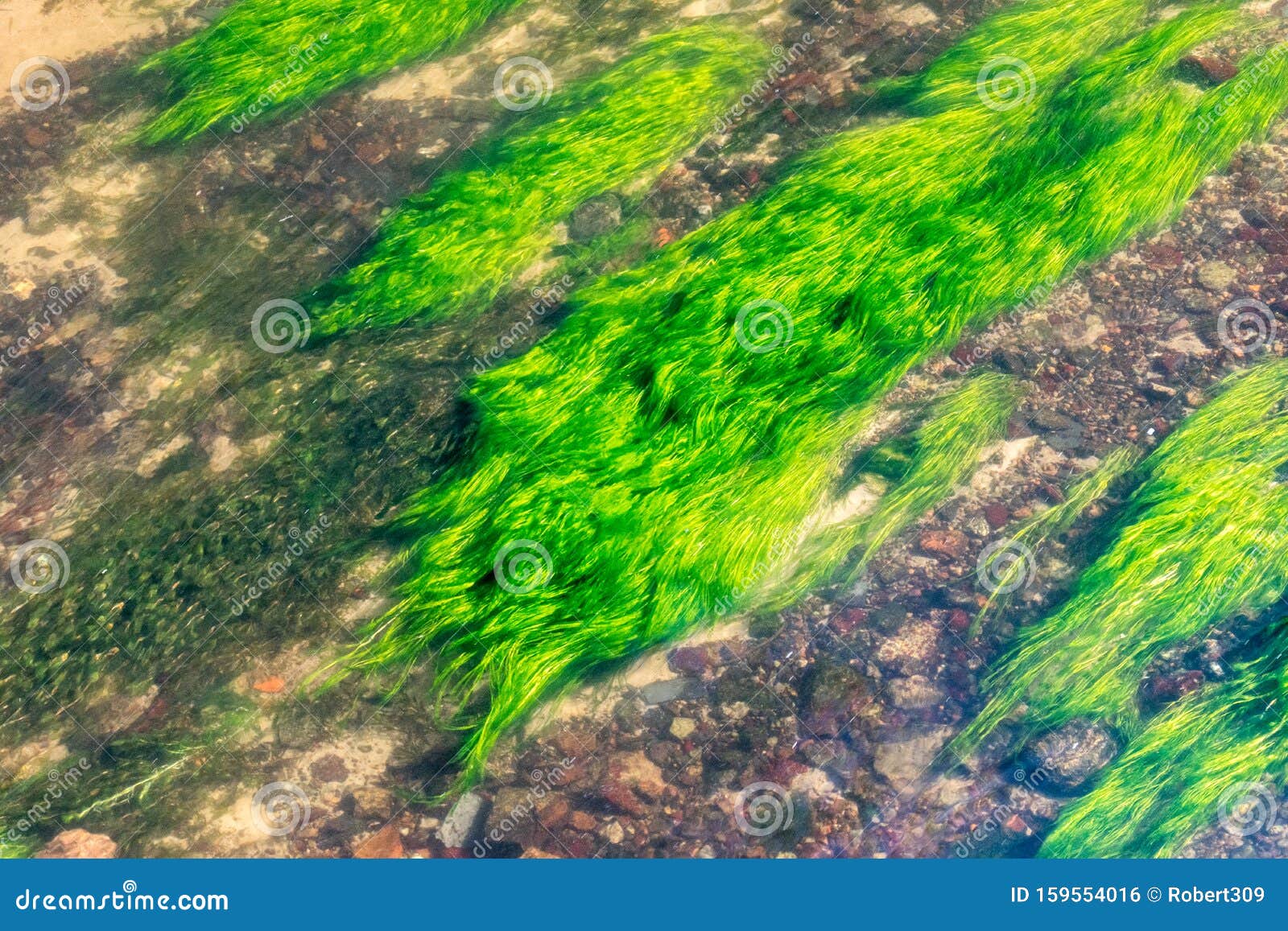 River Algae Underwater Grass View Royalty-Free Stock Image ...