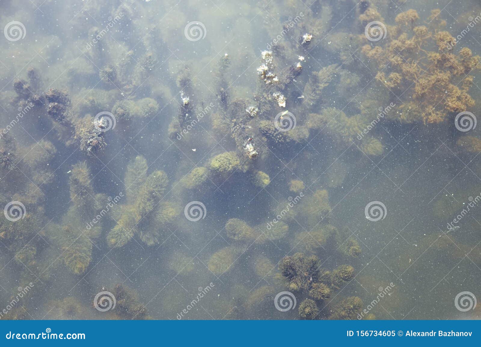 River algae under water stock image. Image of greenery - 156734605